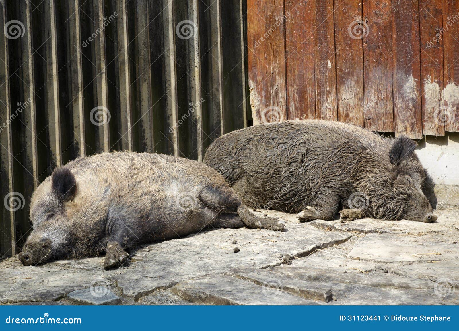 Dos cerdos salvajes imagen de archivo. Imagen de pares - 31123441