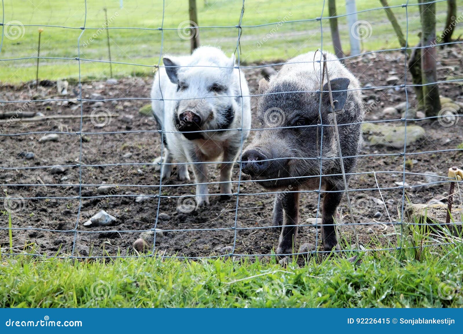 Dos cerdos sanos lindos imagen de archivo. Imagen de cerdos - 92226415