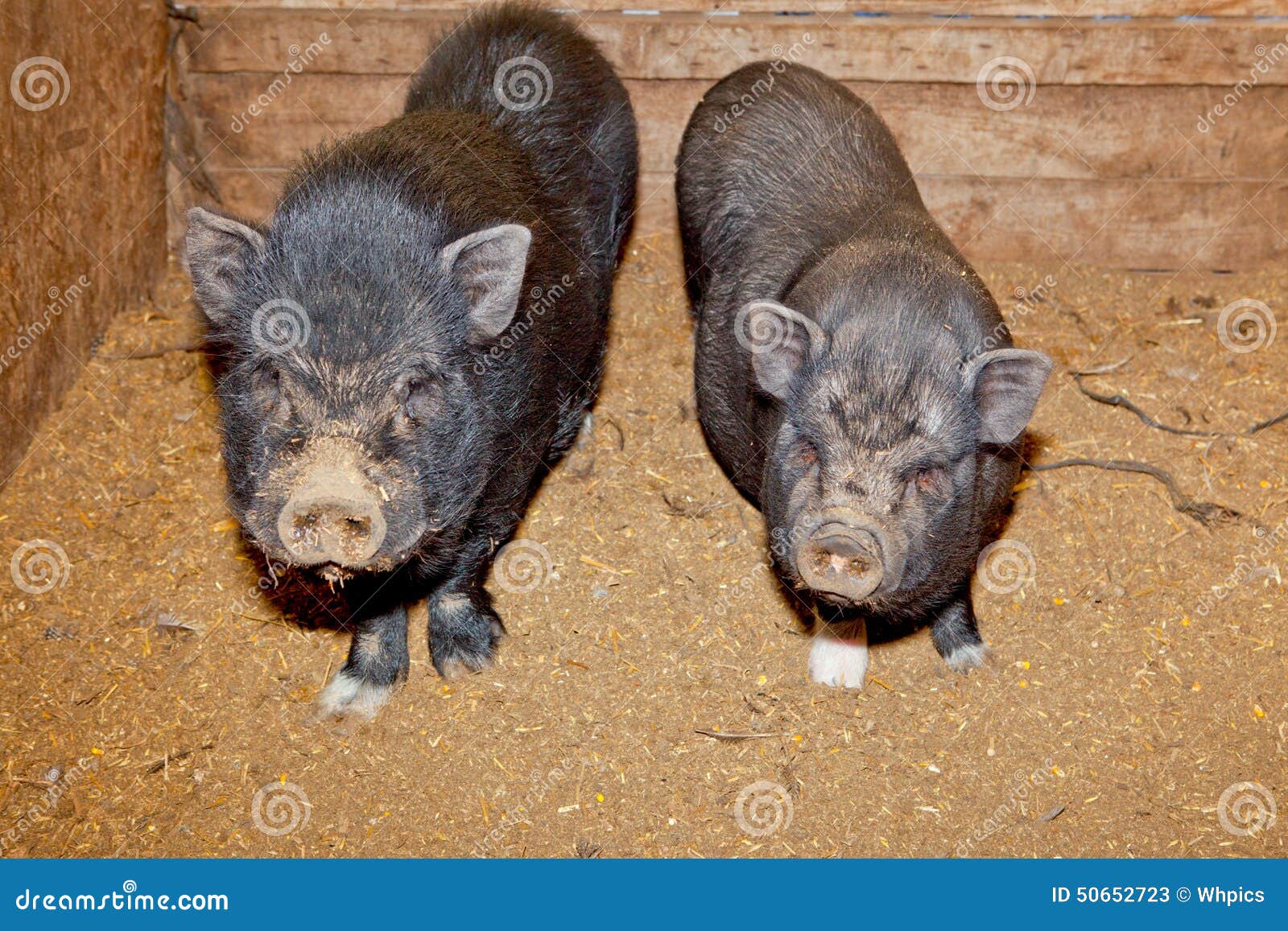 Dos cerdos vietnamitas imagen de archivo. Imagen de rosa - 50652723