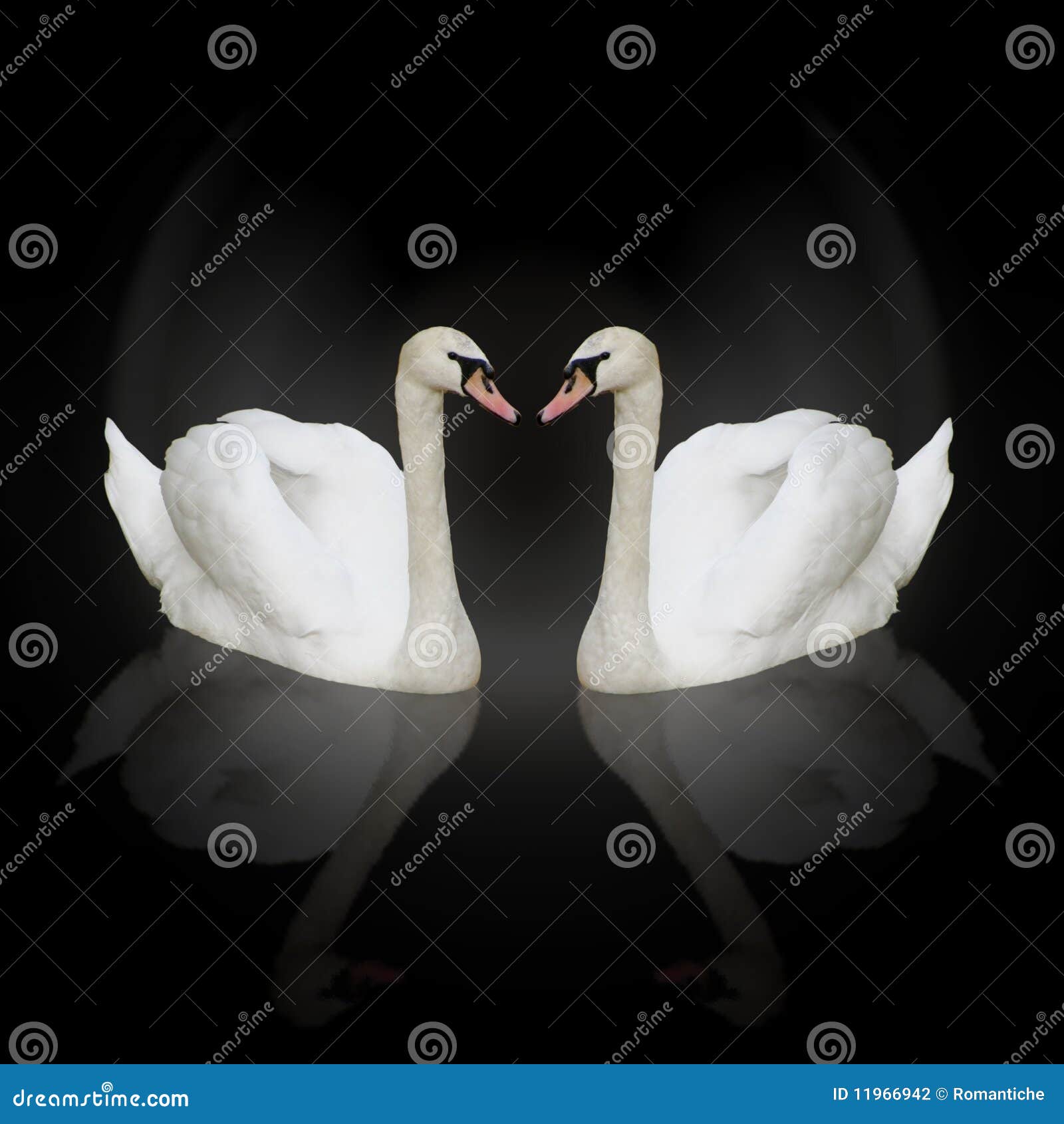 Dos cisnes foto de archivo. Imagen de travieso, pares - 11966942