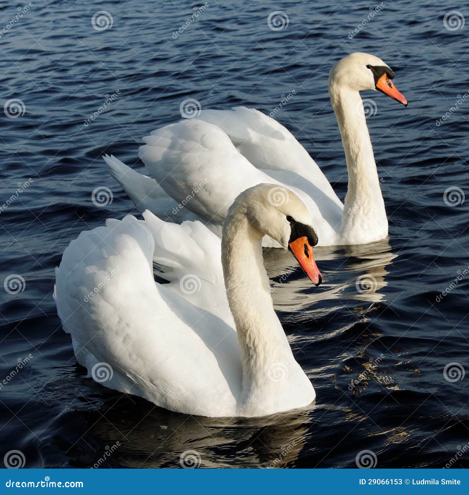 Dos cisnes. imagen de archivo. Imagen de pico, exterior - 29066153
