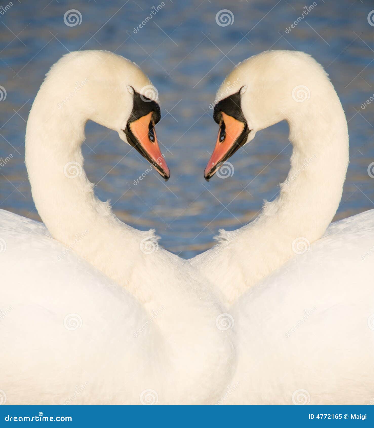 Dos cisnes imagen de archivo. Imagen de cara, oponga, plumaje - 4772165