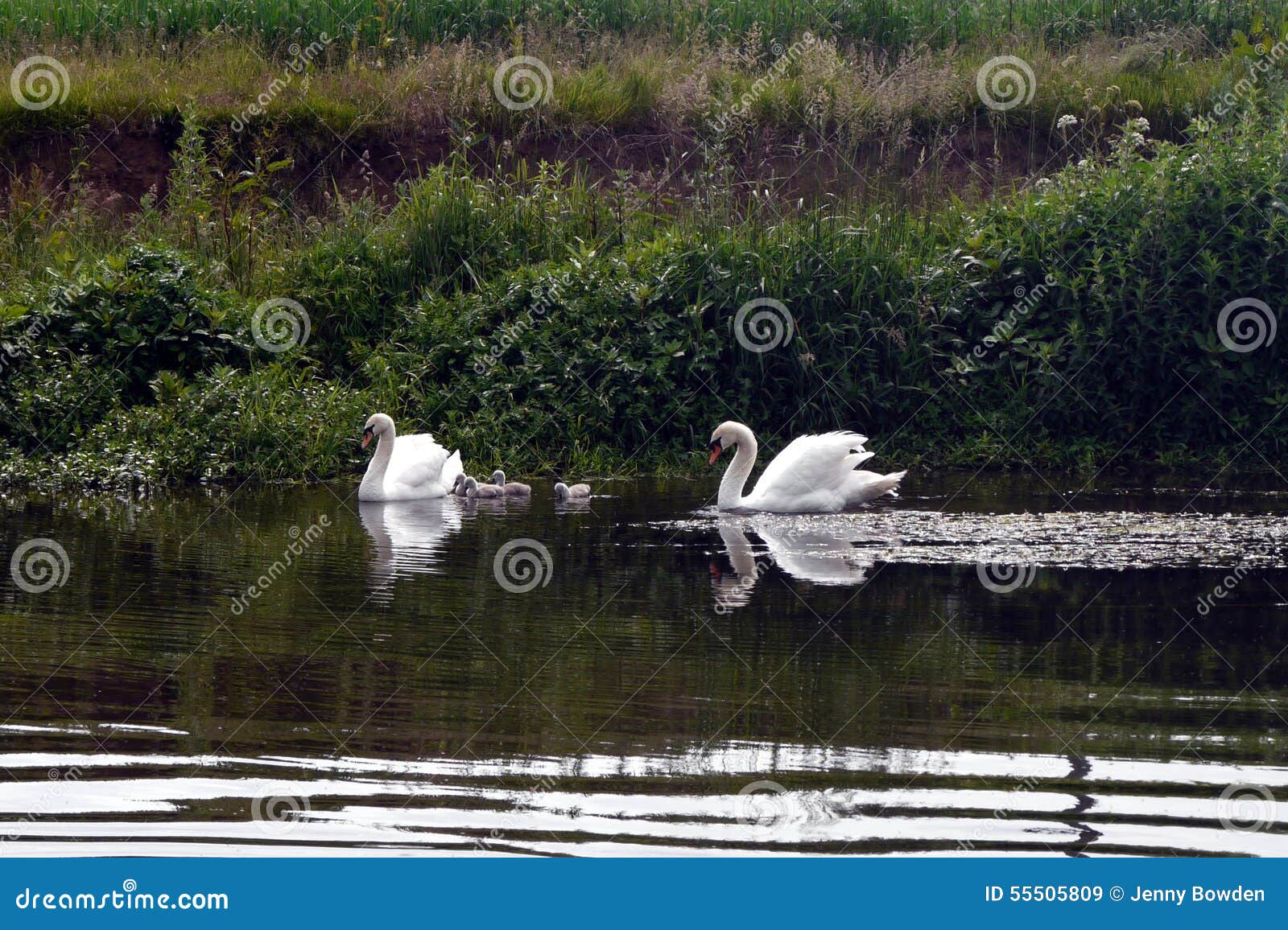 Dos Cisnes Con Los Pollos Del Cisne Imagen de archivo - Imagen de oeste ...