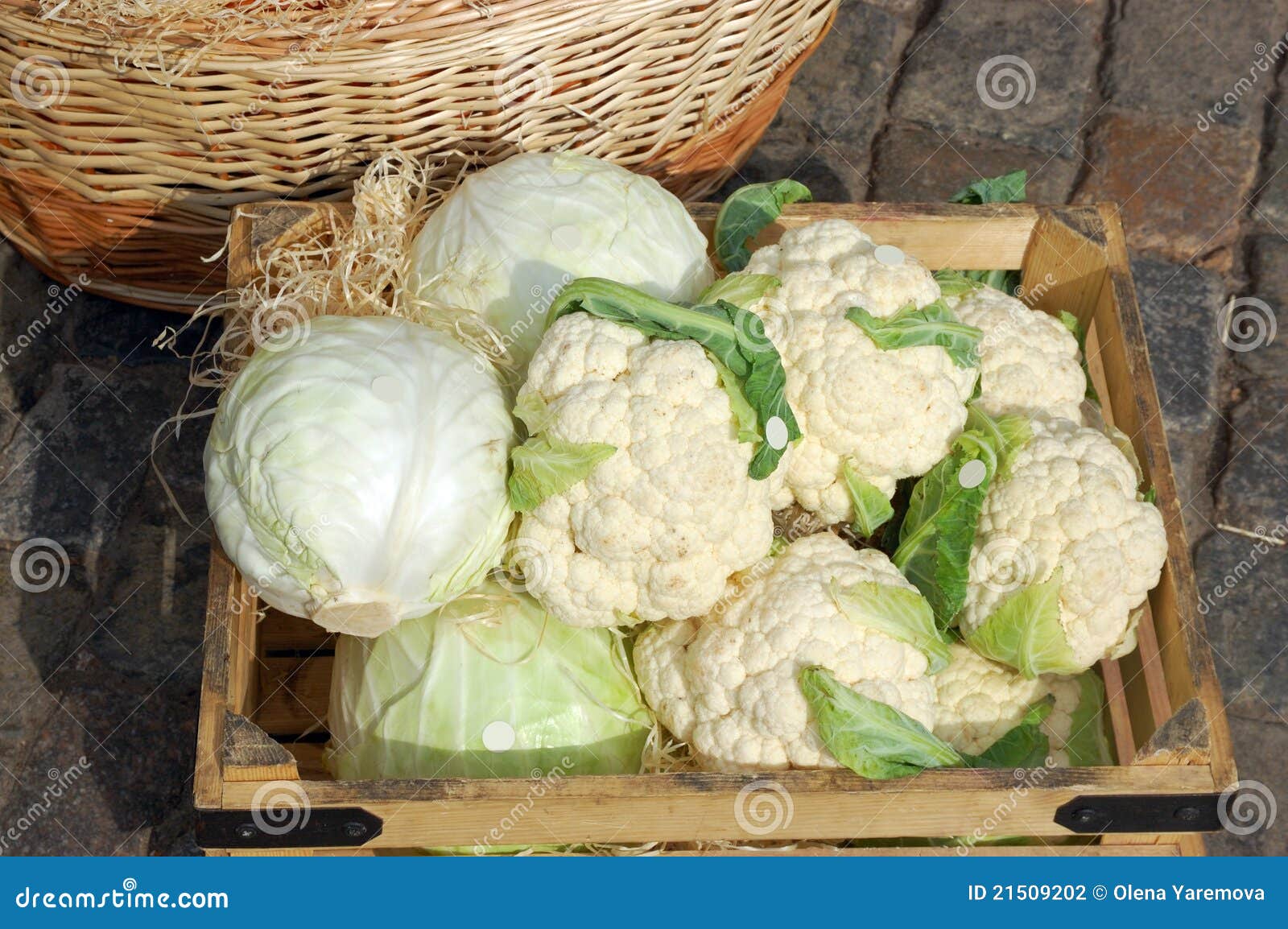 Dos Clases De Col En Un Rectángulo Foto de archivo - Imagen de ...
