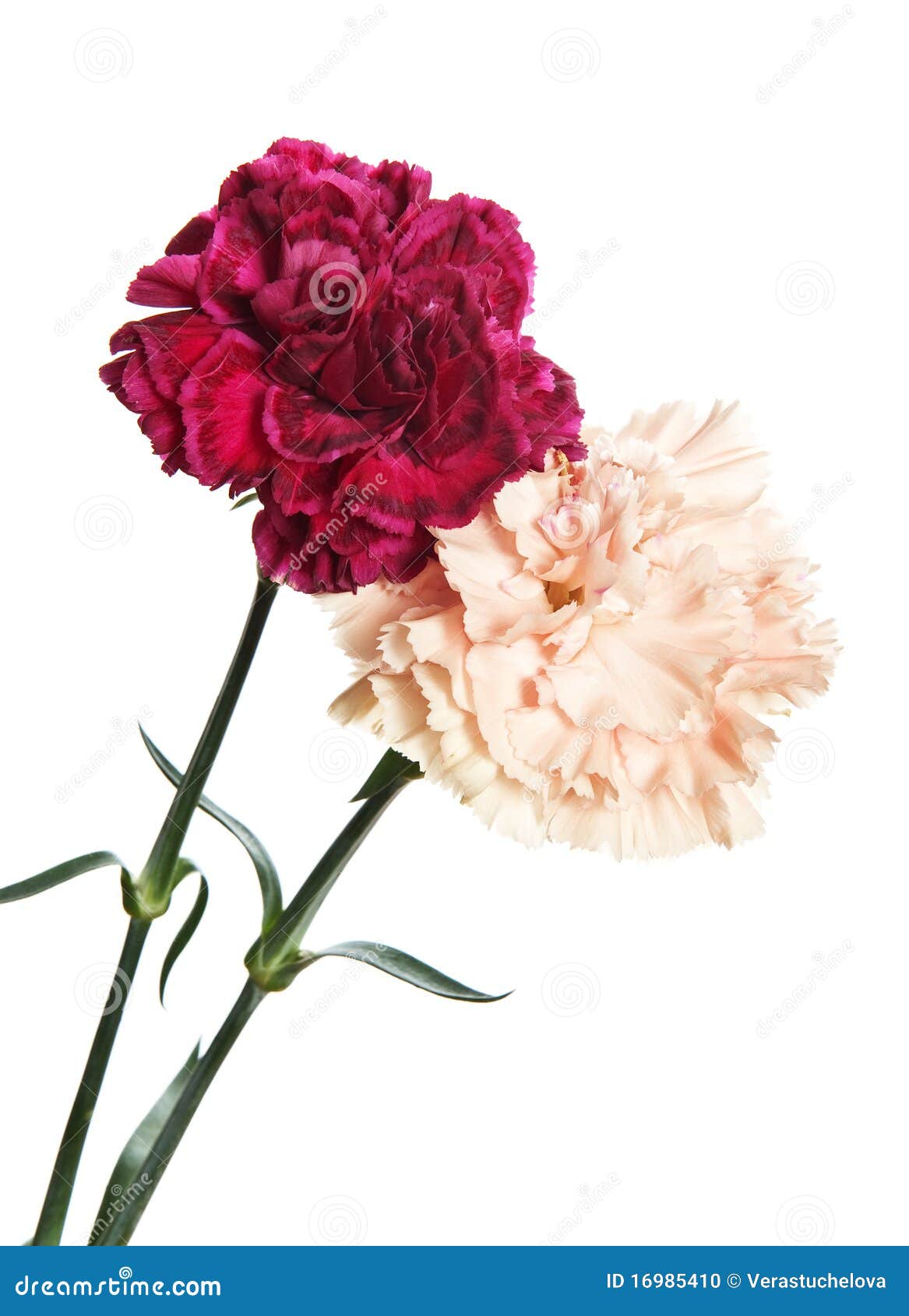 Dos claveles foto de archivo. Imagen de color, belleza - 16985410