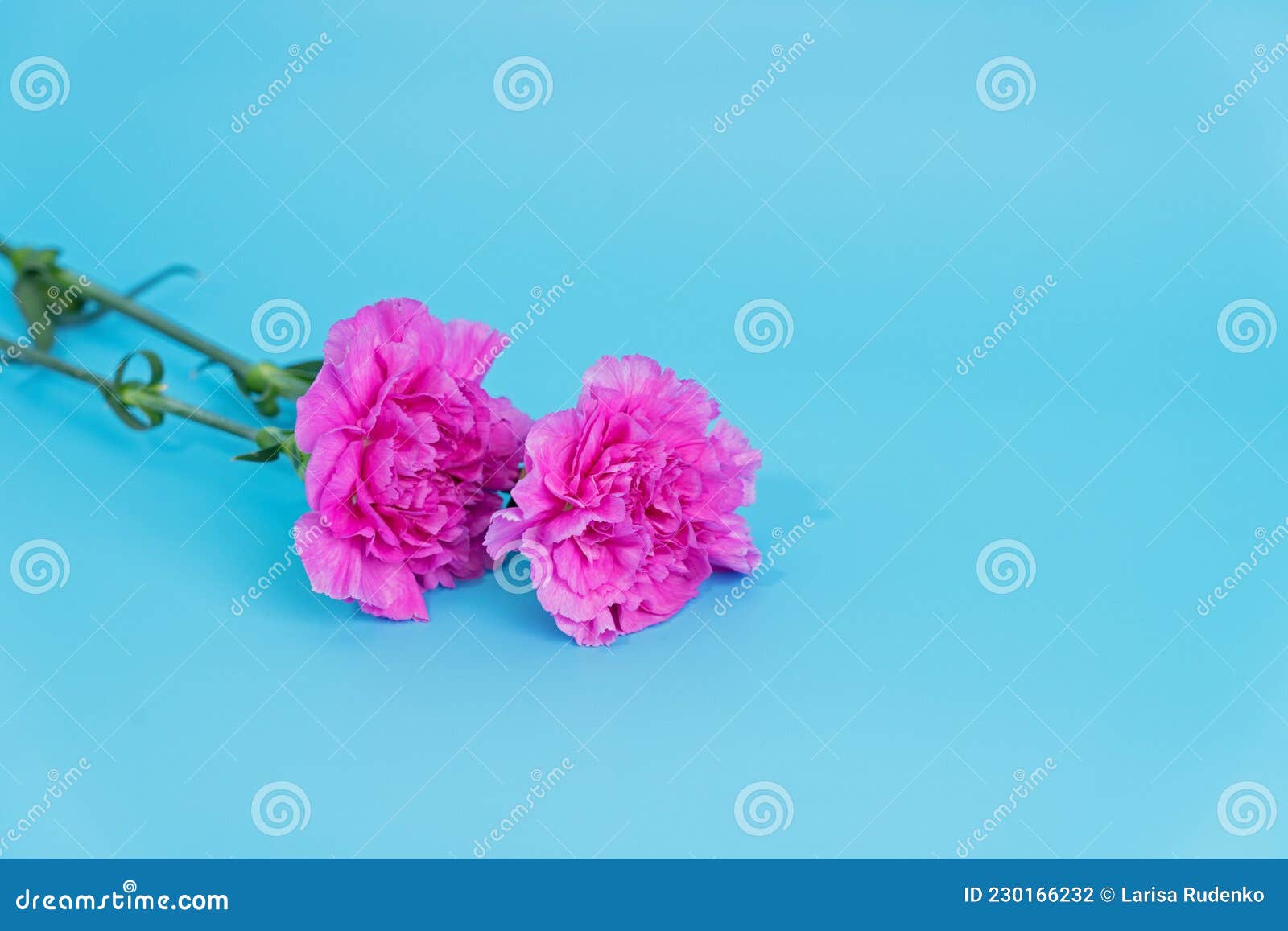 Dos Claveles Rosas Sobre Fondo Azul Foto de archivo - Imagen de luto ...