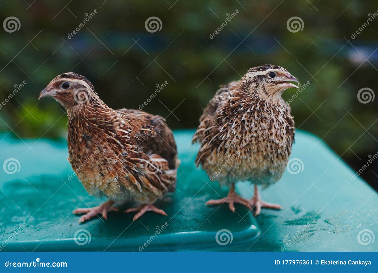 Dos Codornices Macho Y Hembra Imagen de archivo - Imagen de manchado ...