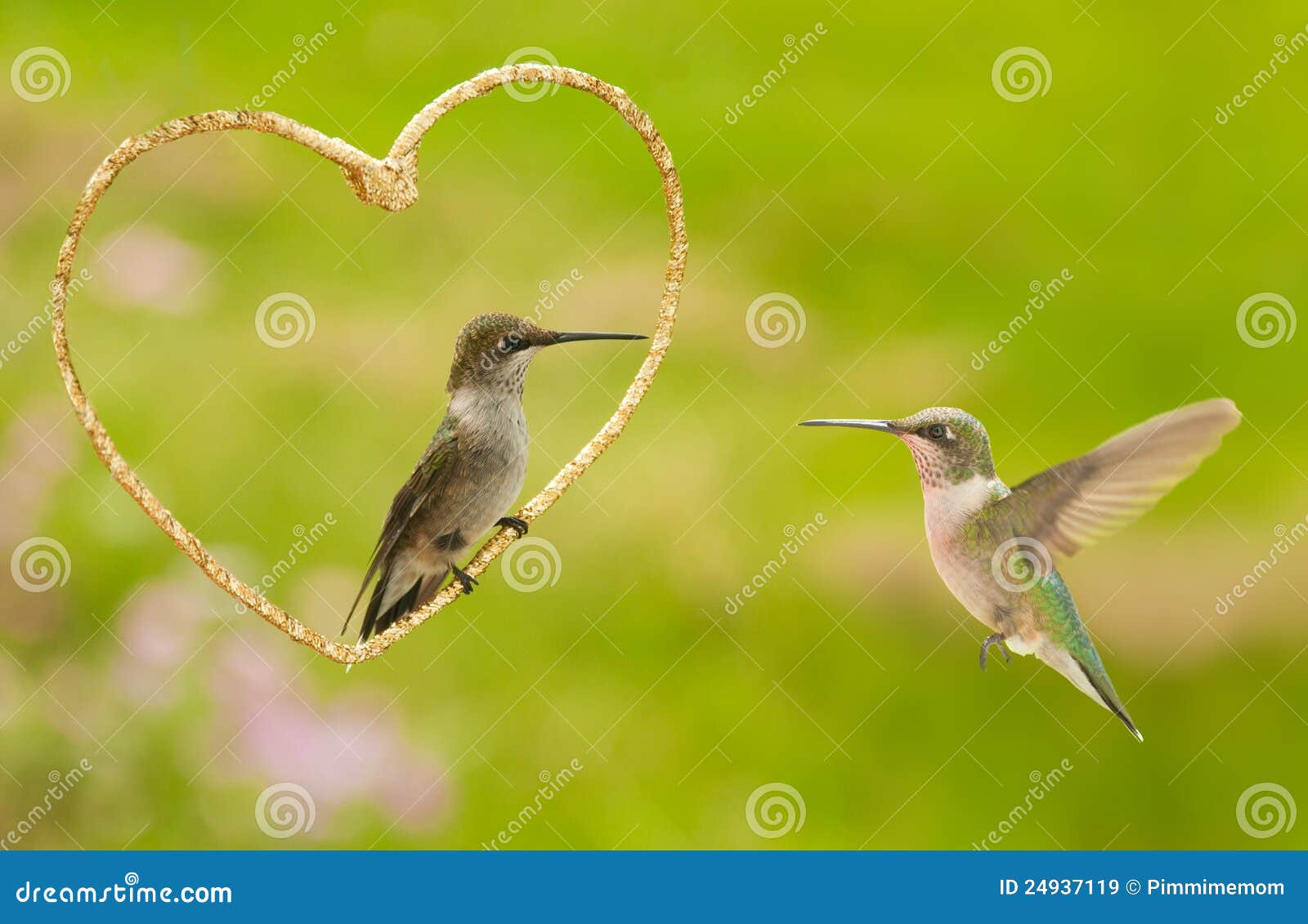 Dos Colibríes Con Un Corazón De Oro Imagen de archivo - Imagen de cielo ...