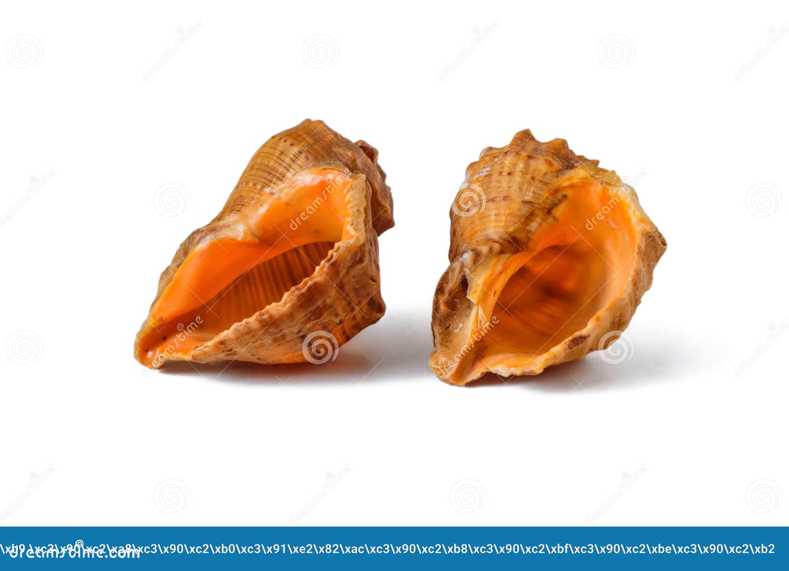 Dos Conchas De Fondo Blanco Foto de archivo - Imagen de aislante ...