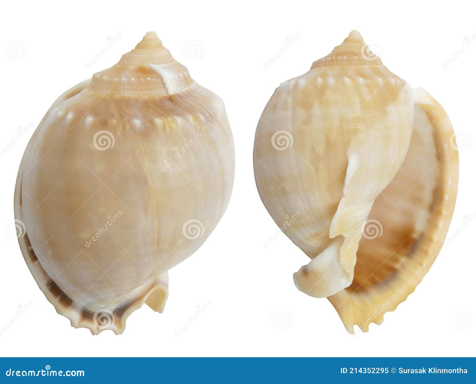 Dos Conchas De Mar Aisladas Sobre Fondo Blanco Imagen de archivo ...