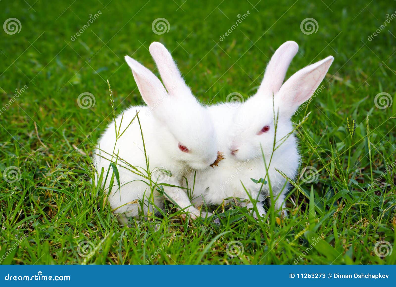 Dos conejos en la hierba imagen de archivo. Imagen de granja - 11263273