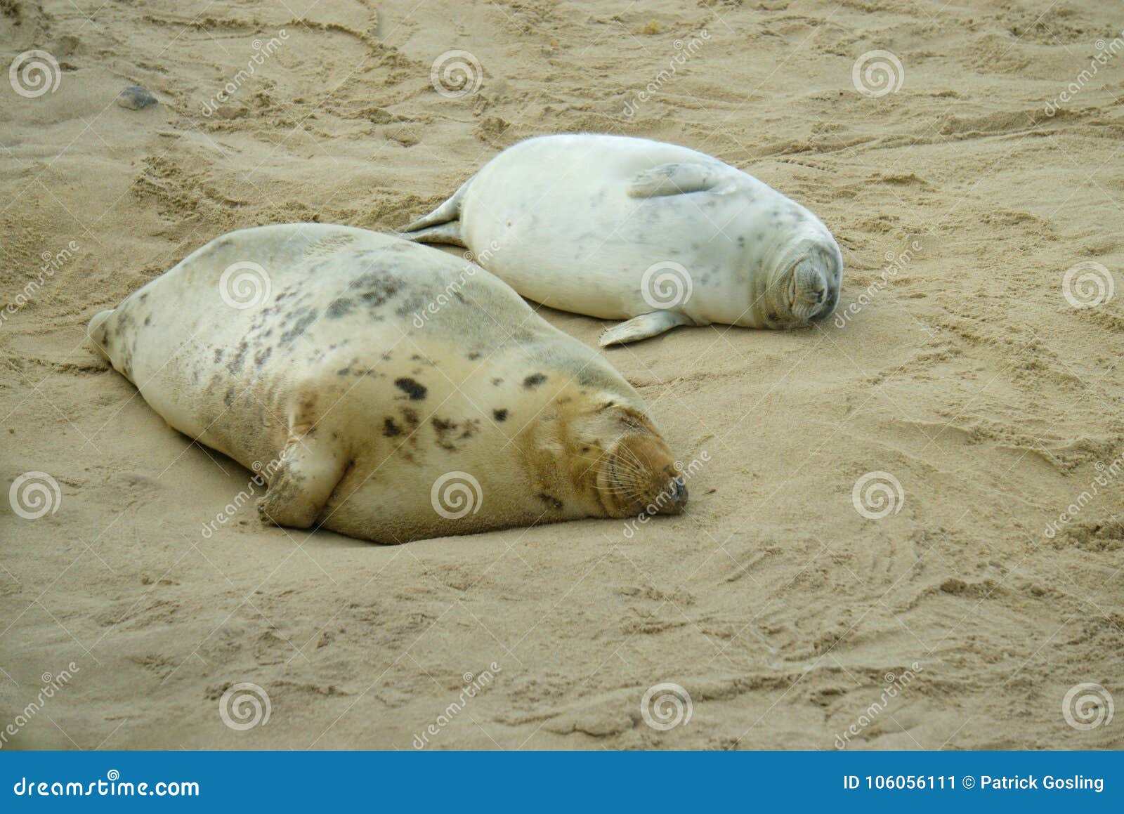 Dos Crías De Foca Gordas El Dormir Imagen de archivo - Imagen de ...