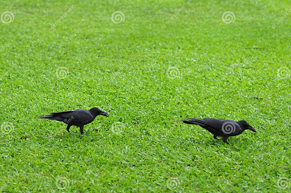 Dos cuervos. imagen de archivo. Imagen de emplumado, cubo - 26371851