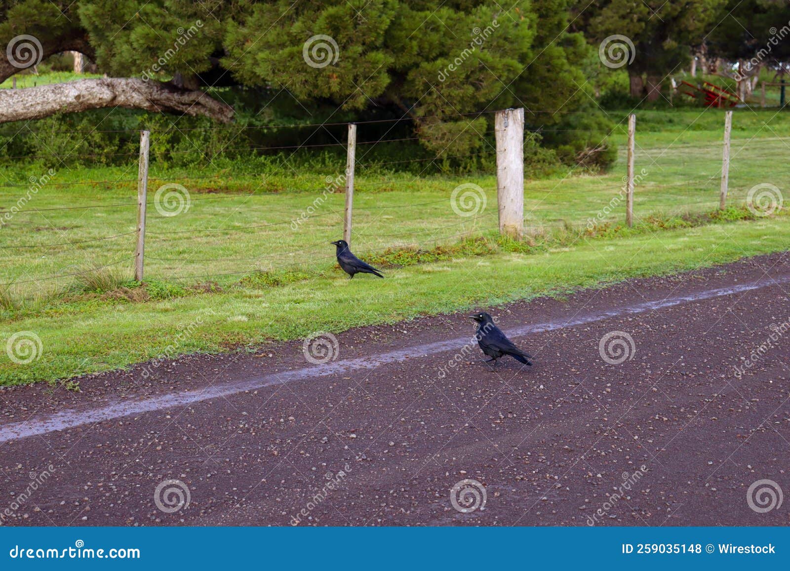 Dos Cuervos En Un Camino De Campo Foto de archivo - Imagen de cuervos ...
