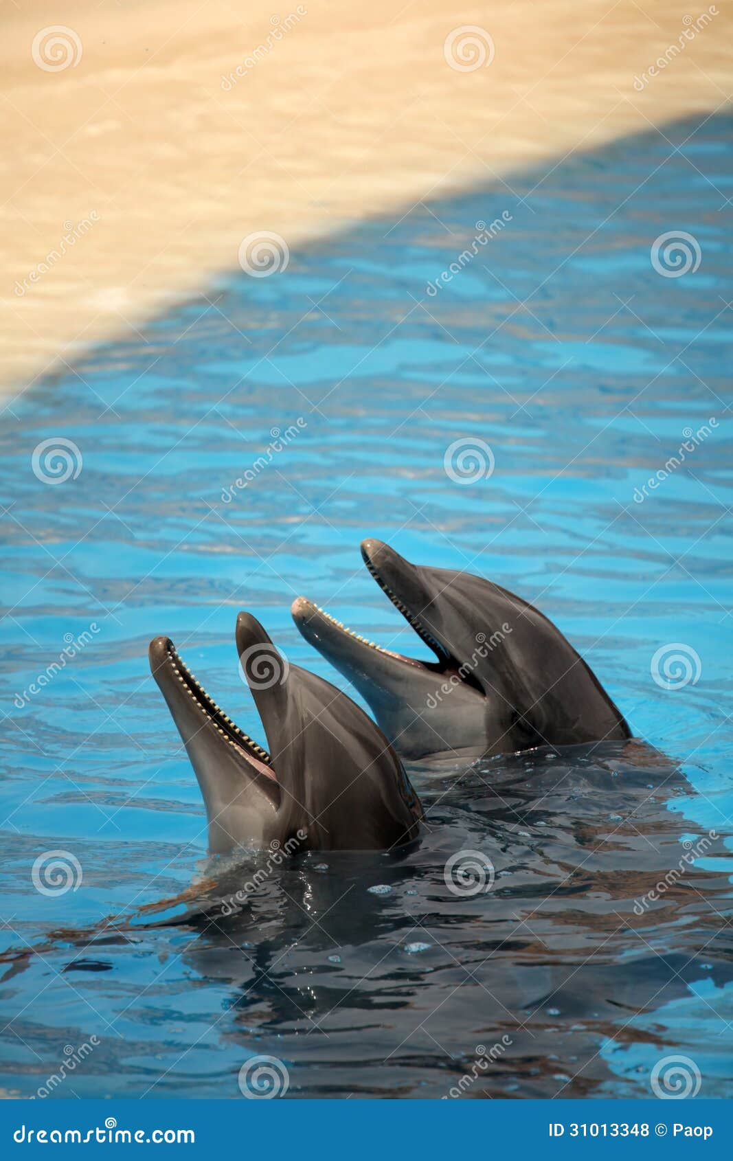 Dos delfínes lindos foto de archivo. Imagen de disfrute - 31013348