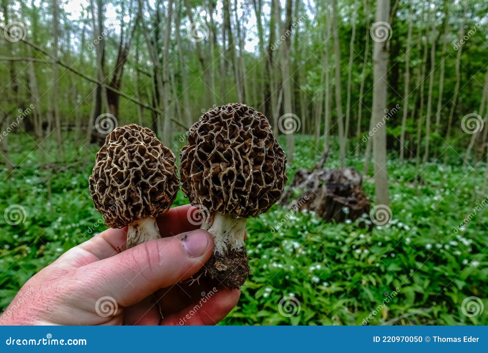 Dos Deliciosas Colmenillas Frescas Del Bosque Foto de archivo - Imagen ... Dos Deliciosas Colmenillas Frescas Del Bosque Foto de archivo - Imagen ...