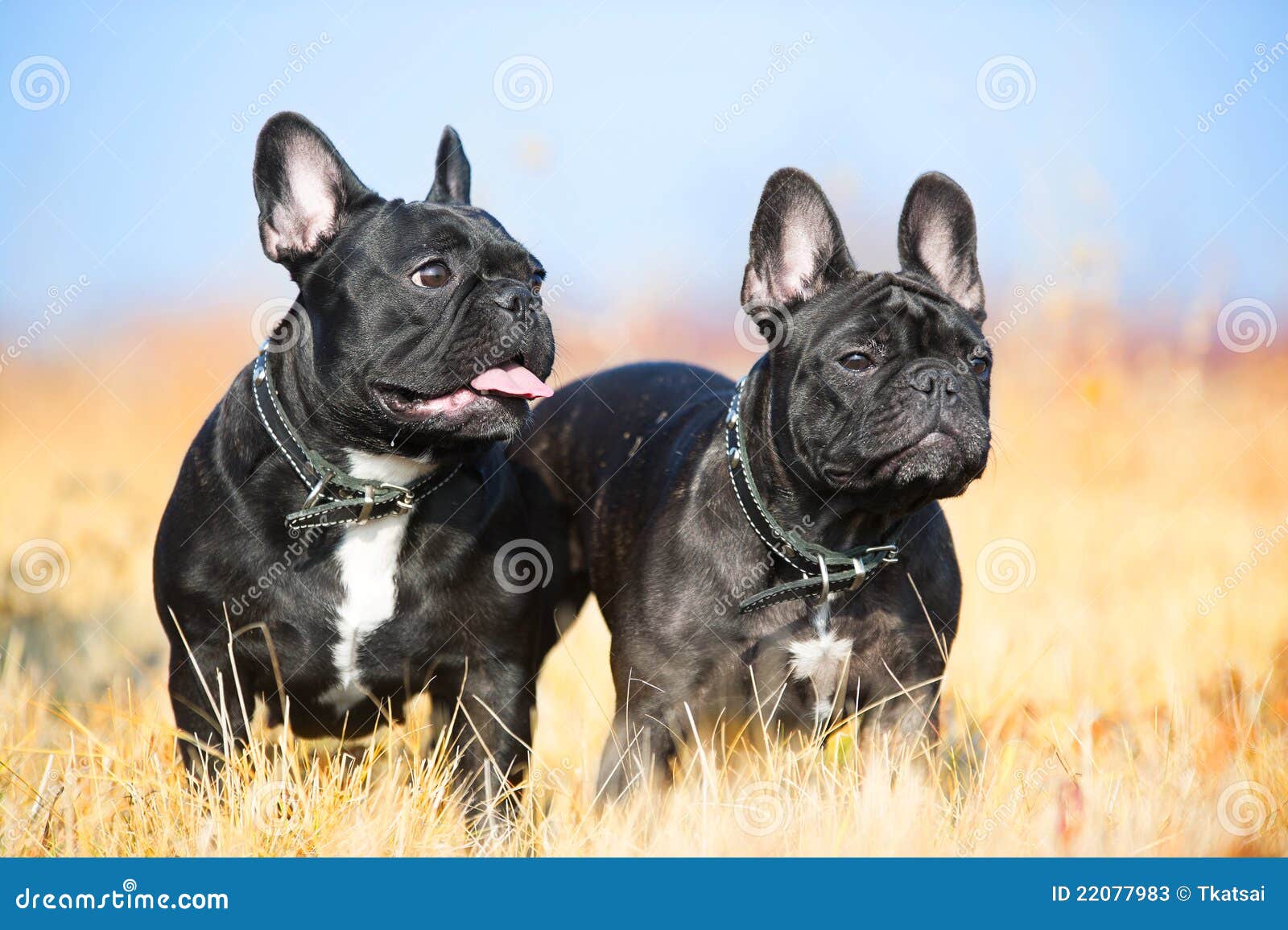 Dos dogos franceses imagen de archivo. Imagen de doméstico - 22077983