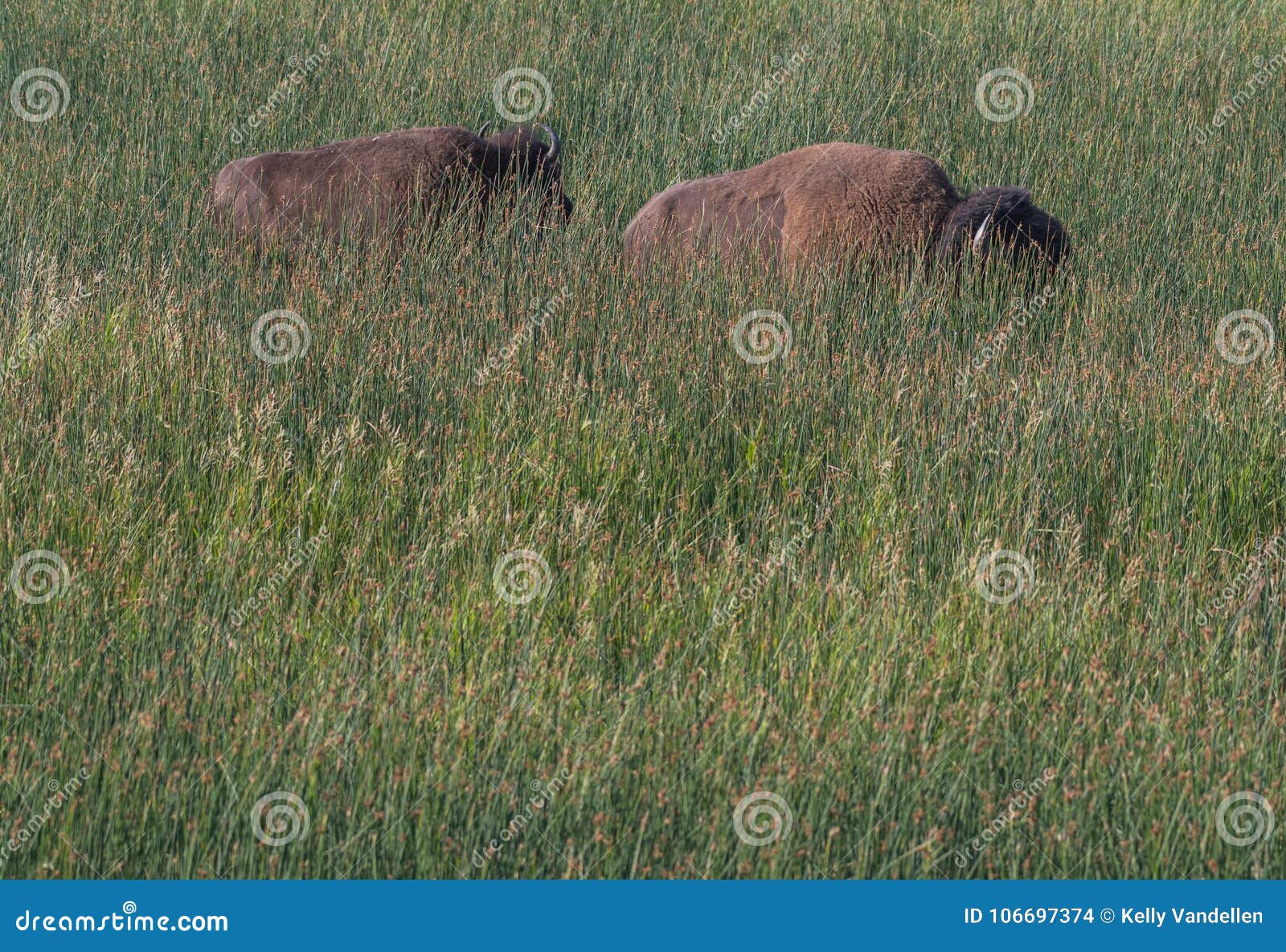 Dos Du Bison Deux Dans Les Herbes Grandes Photo stock - Image du ...