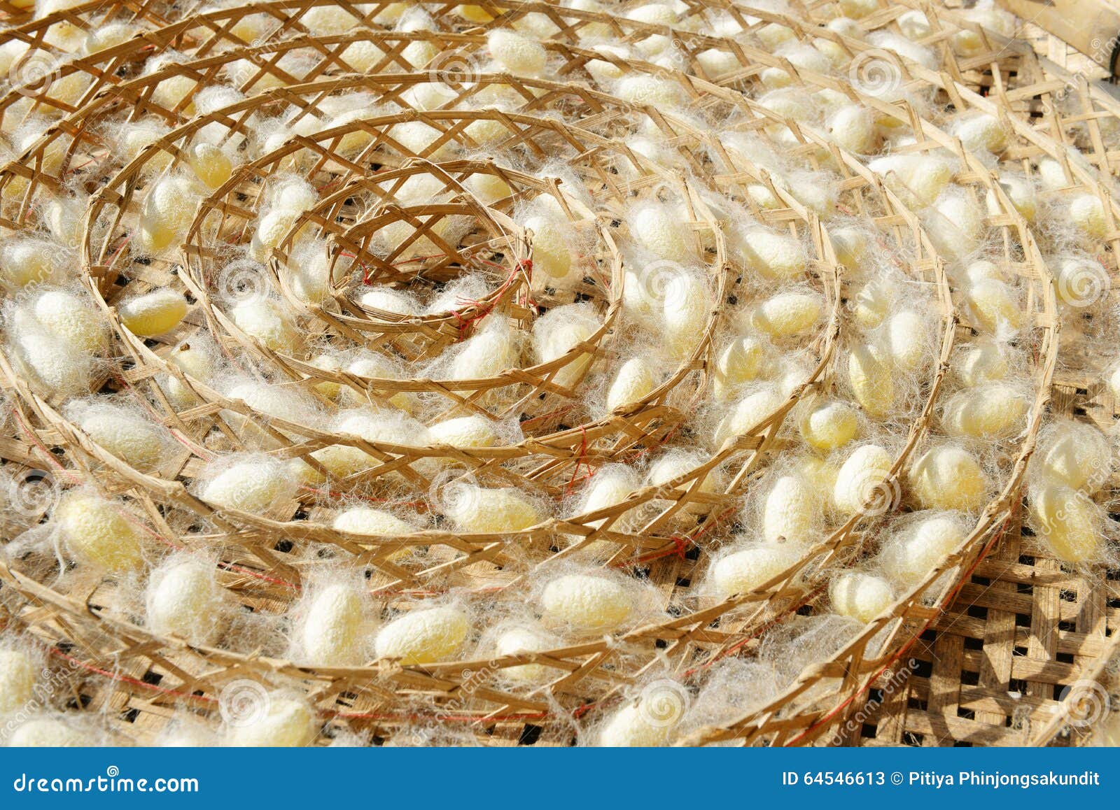 Dos Especies De Capullo Blanco Imagen de archivo - Imagen de silkworm ...