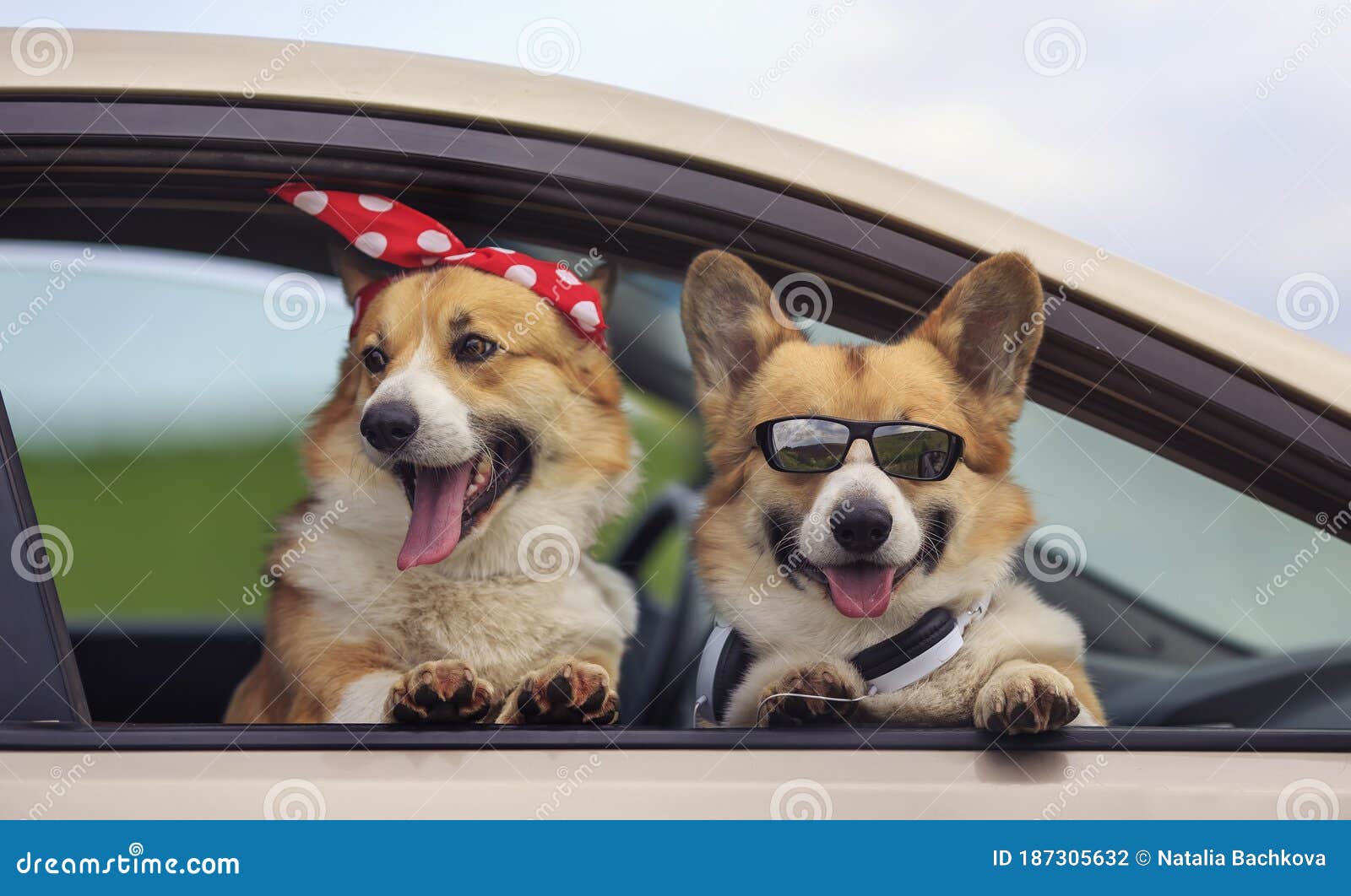 Dos Felices Perros Corgi Sacaron Sus Hocicos De La Ventana Del Auto ... Dos Felices Perros Corgi Sacaron Sus Hocicos De La Ventana Del Auto ...