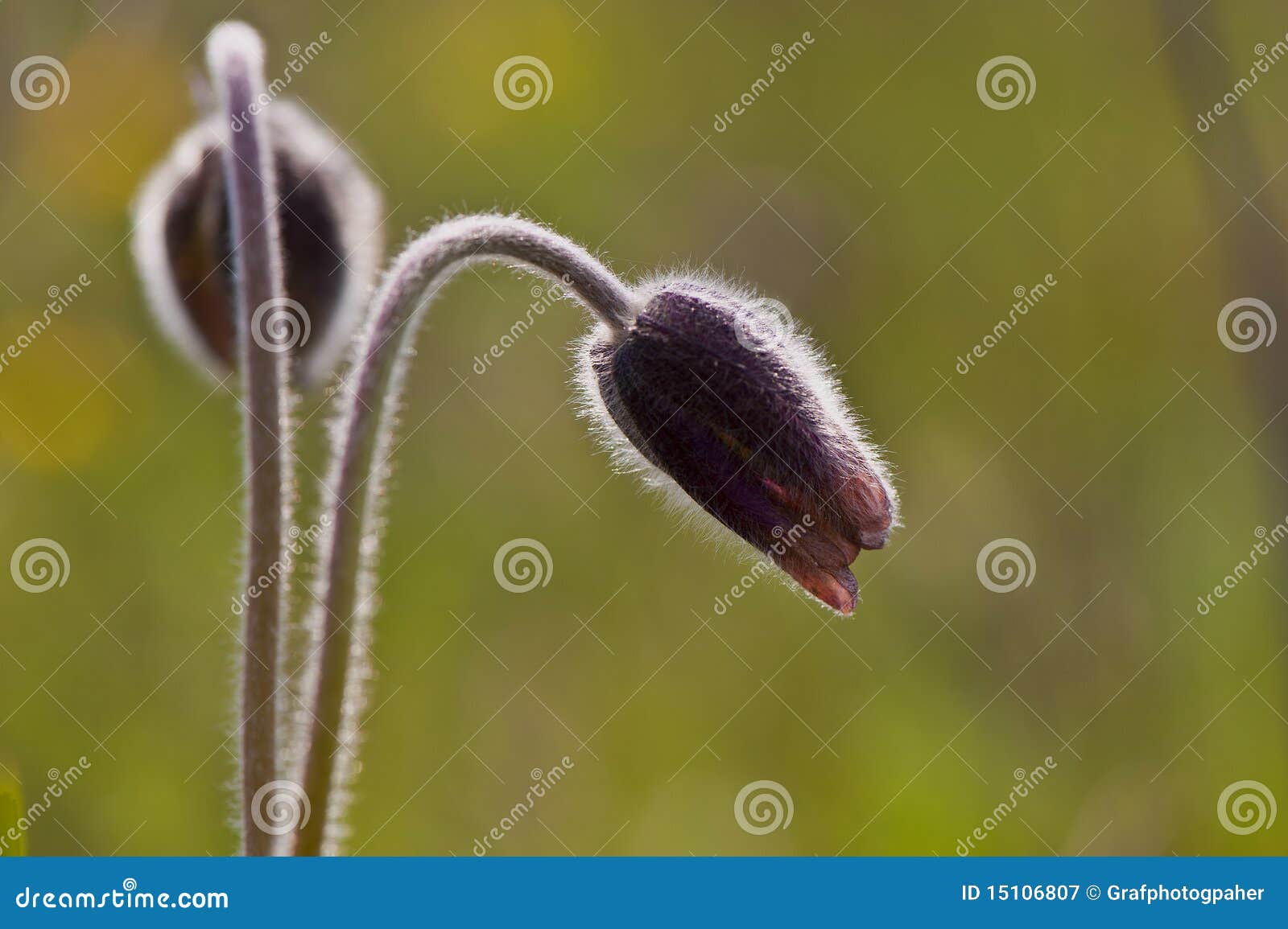 Dos flores imagen de archivo. Imagen de florecimiento - 15106807