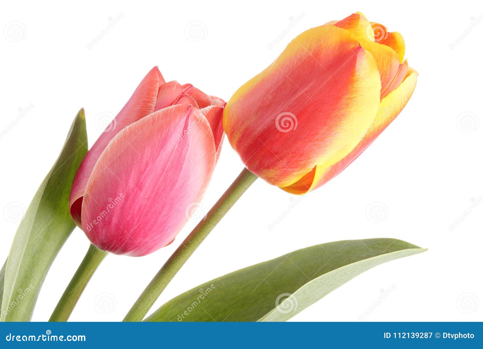 Dos Flores Aisladas En Un Fondo Blanco Imagen de archivo - Imagen de ...