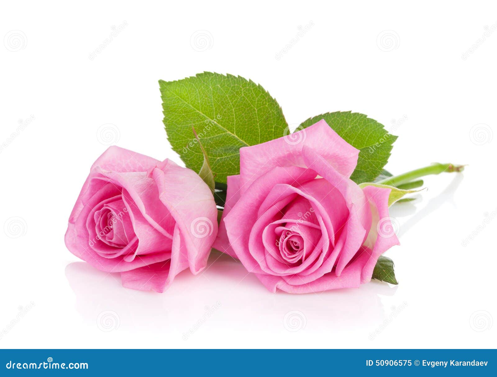 Dos Flores De La Rosa Del Rosa Imagen de archivo - Imagen de fresco ...