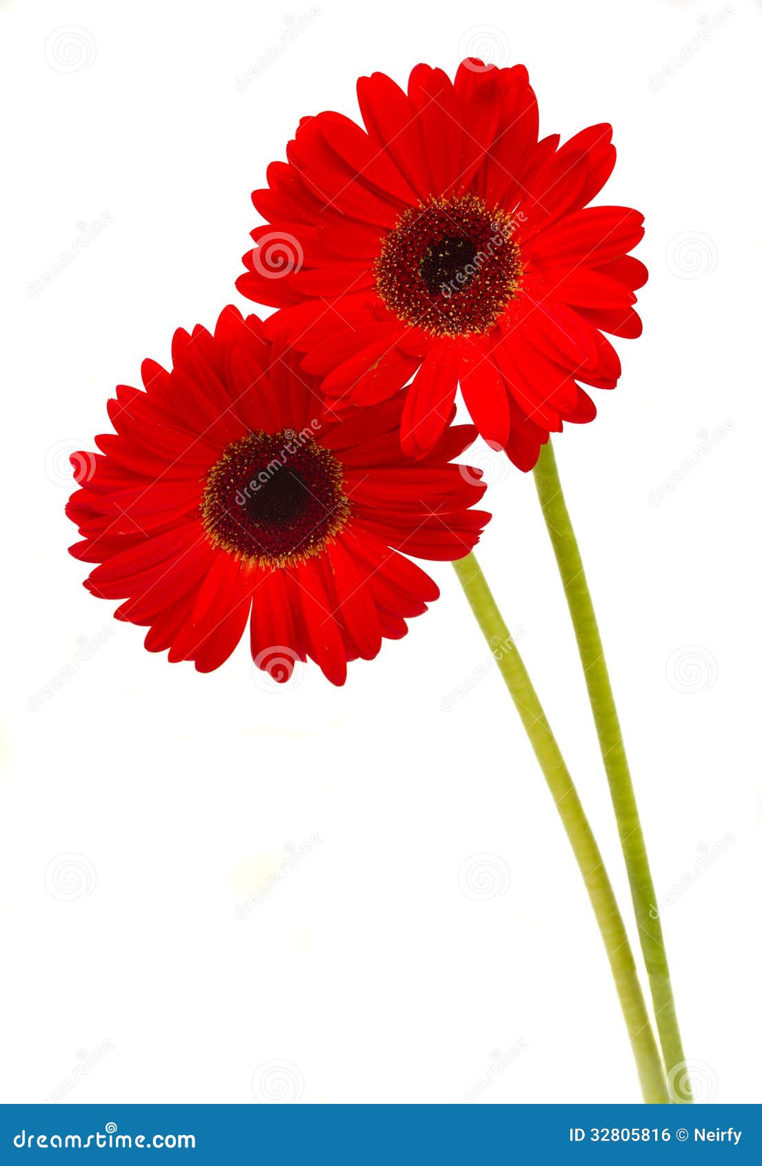 Dos flores del gerbera foto de archivo. Imagen de floral - 32805816