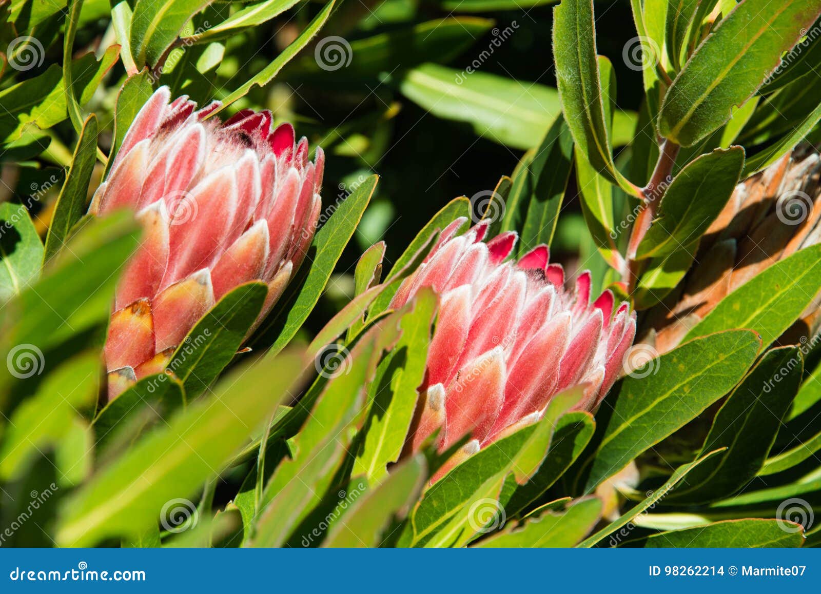 Dos Flores Grandes Del Protea De Rey Foto de archivo - Imagen de verde ...