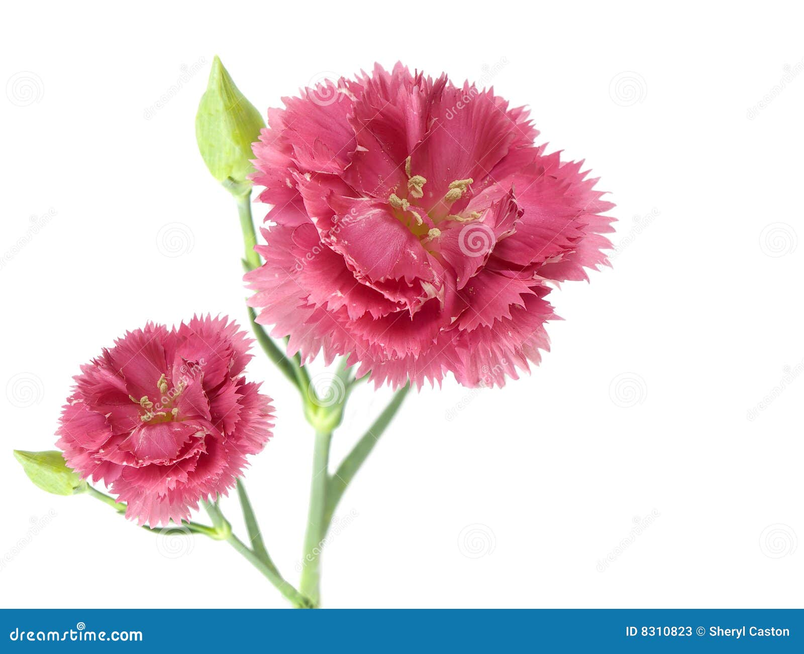 Dos Flores Rosadas Del Clavel Imagen de archivo - Imagen de cubo ...