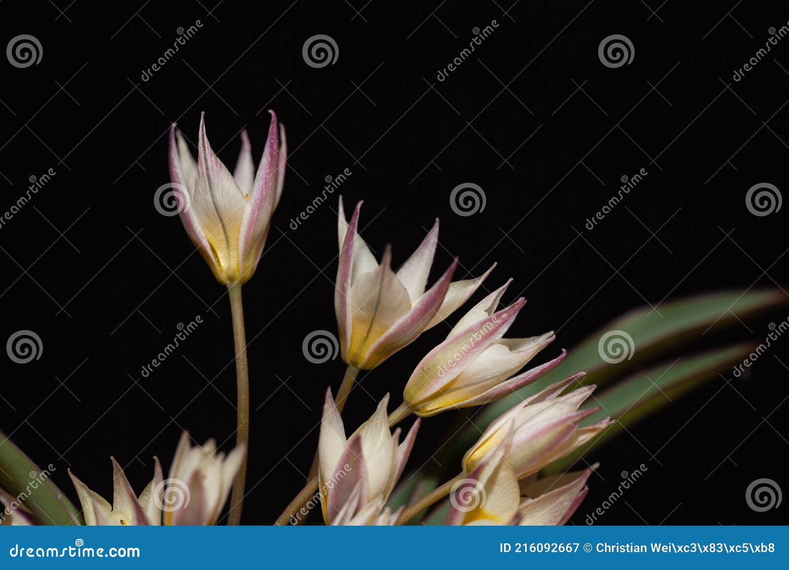Dos Flores Tulipa Tulipa Biflora Imagen de archivo - Imagen de fresco ...