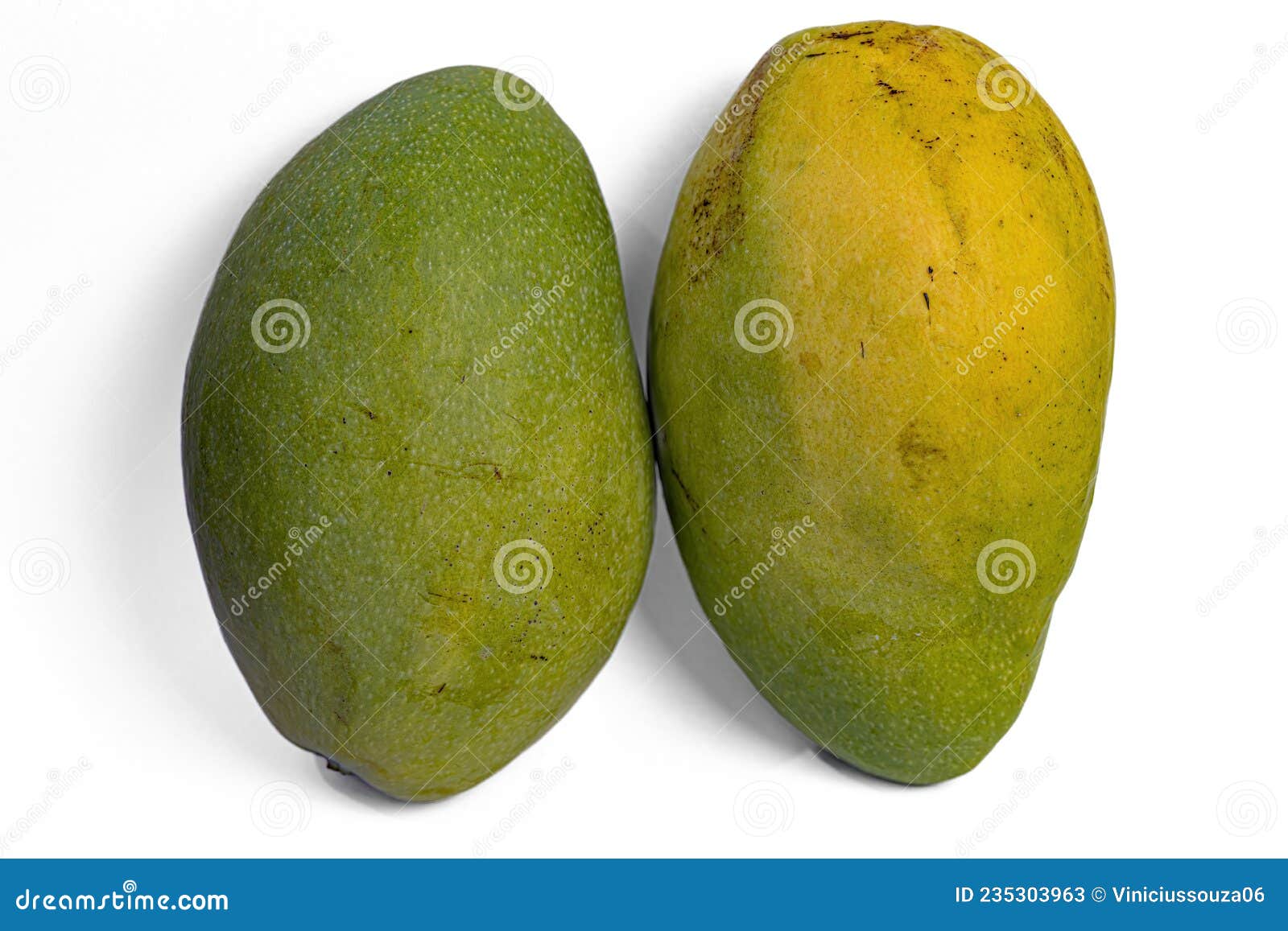 Dos frutos verdes de mango imagen de archivo. Imagen de cubo - 235303963