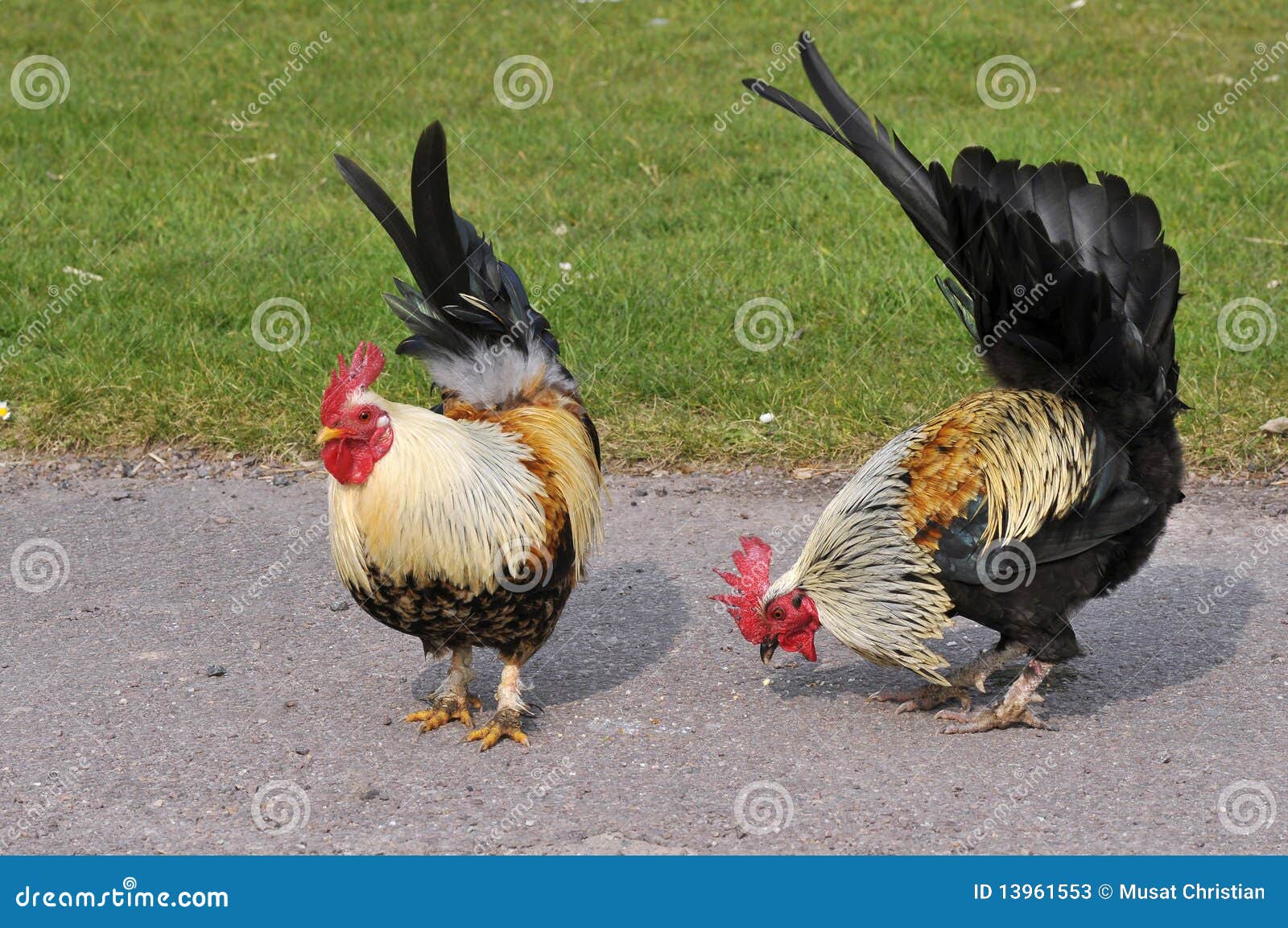 Dos gallos imagen de archivo. Imagen de frente, detalle - 13961553