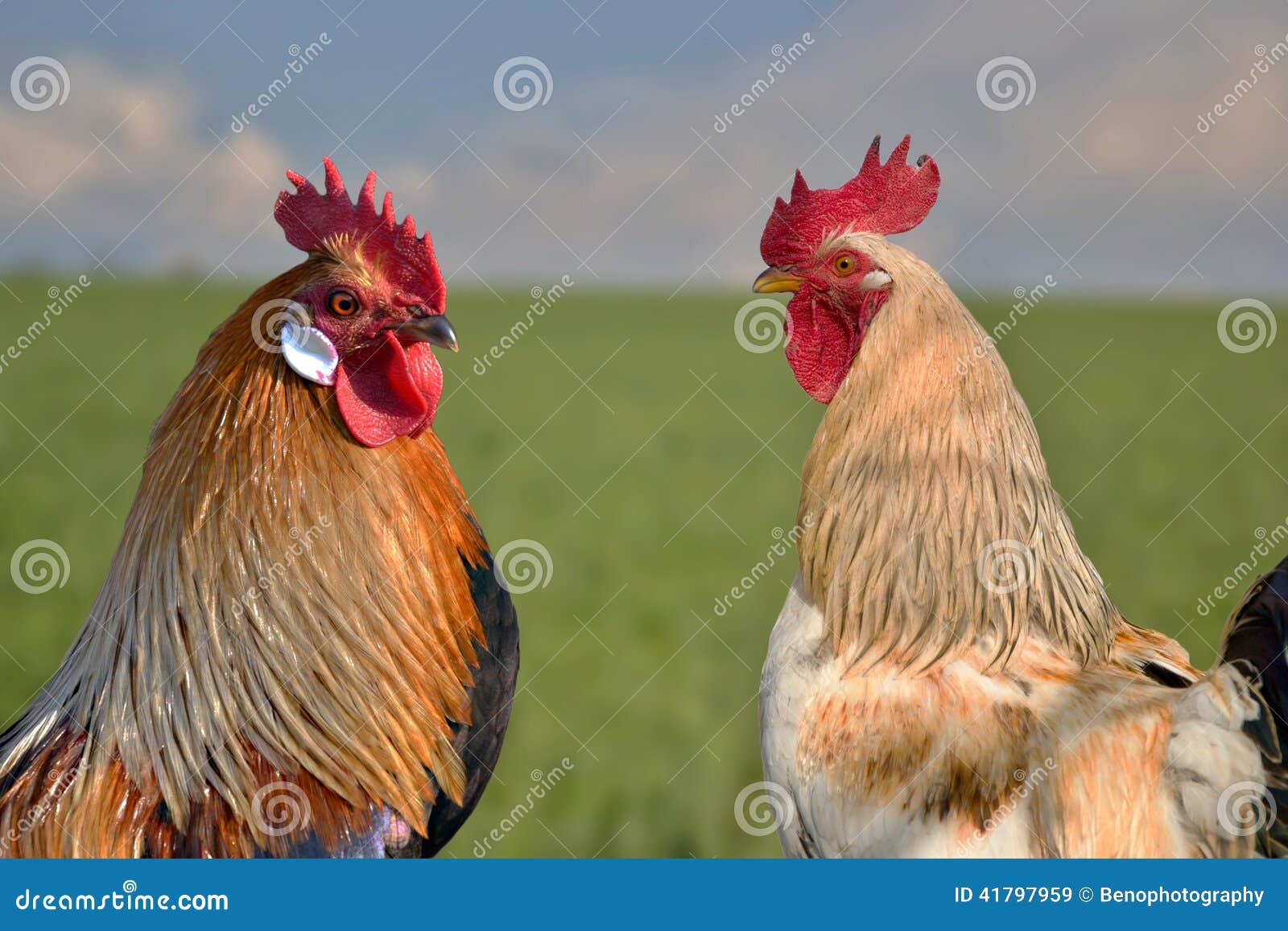 Dos Gallos Cara a Cara En Campo Imagen de archivo - Imagen de primer ...