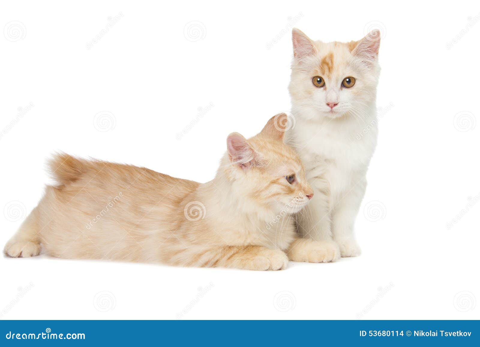 Dos Gatos De La Cola Cortada De Kurilian Foto de archivo - Imagen de ...