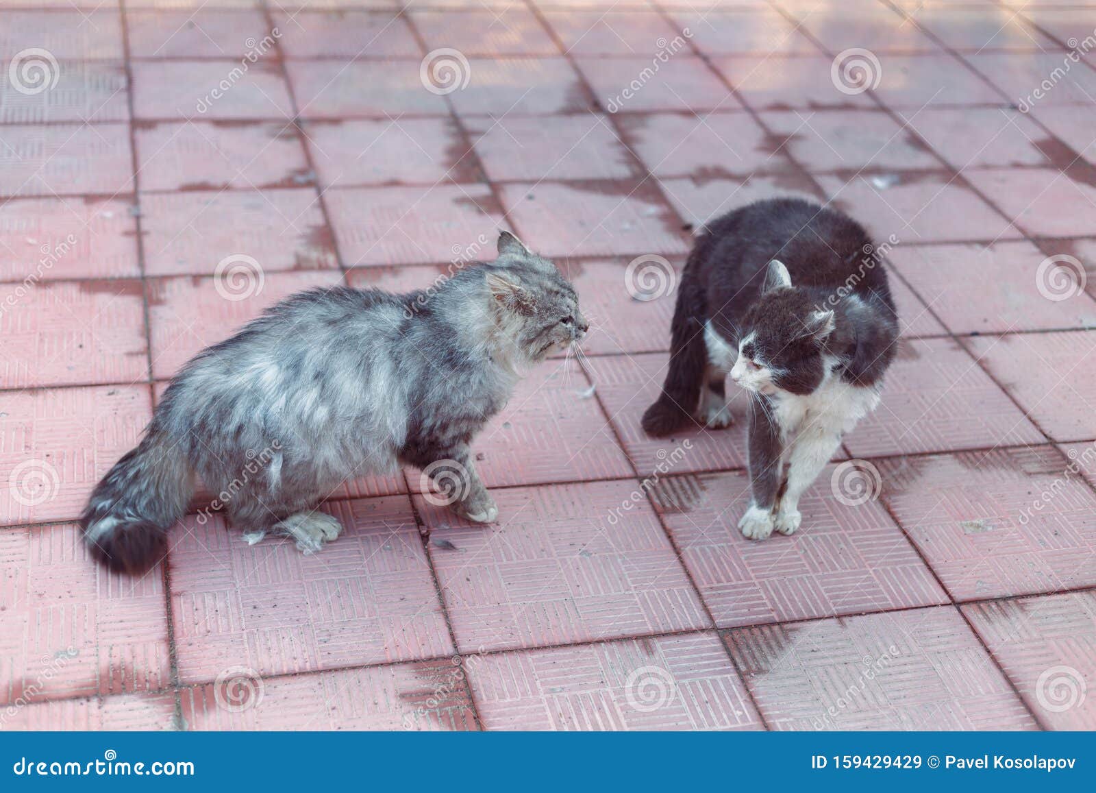 Dos Gatos Peleando Entre Ellos Imagen de archivo - Imagen de retrato ...