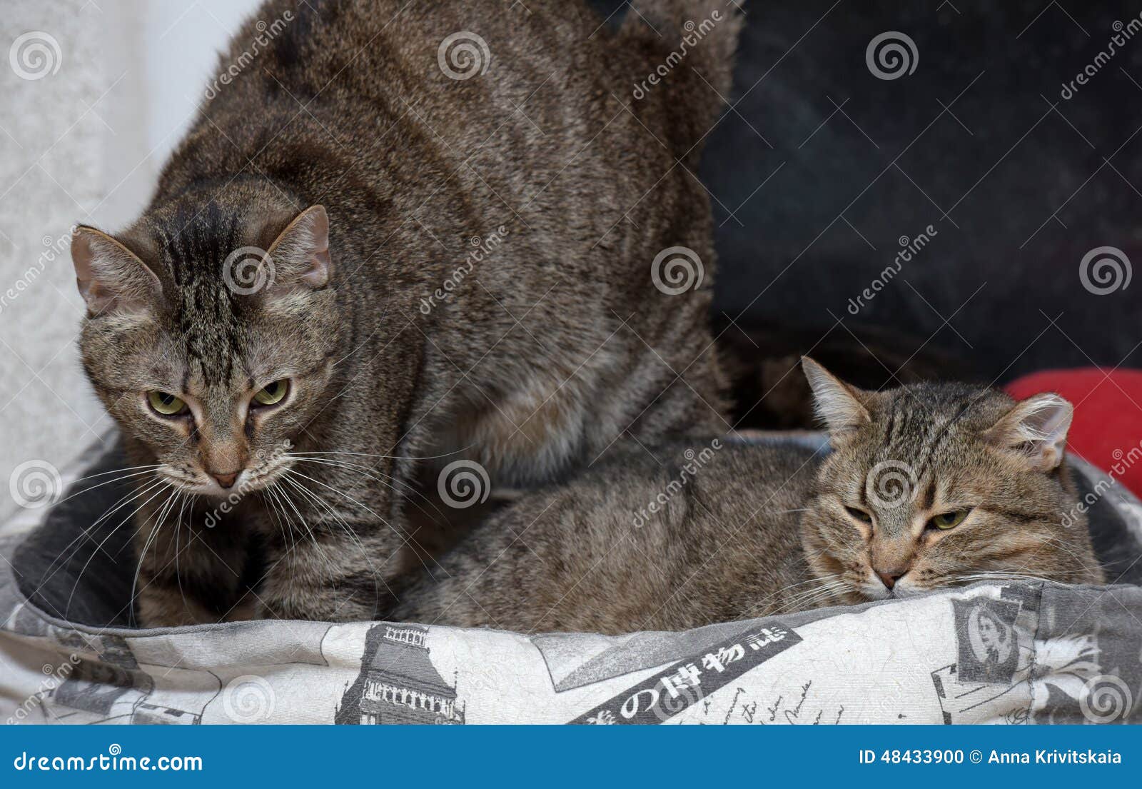 Dos gatos rayados foto de archivo. Imagen de gatito, curioso - 48433900