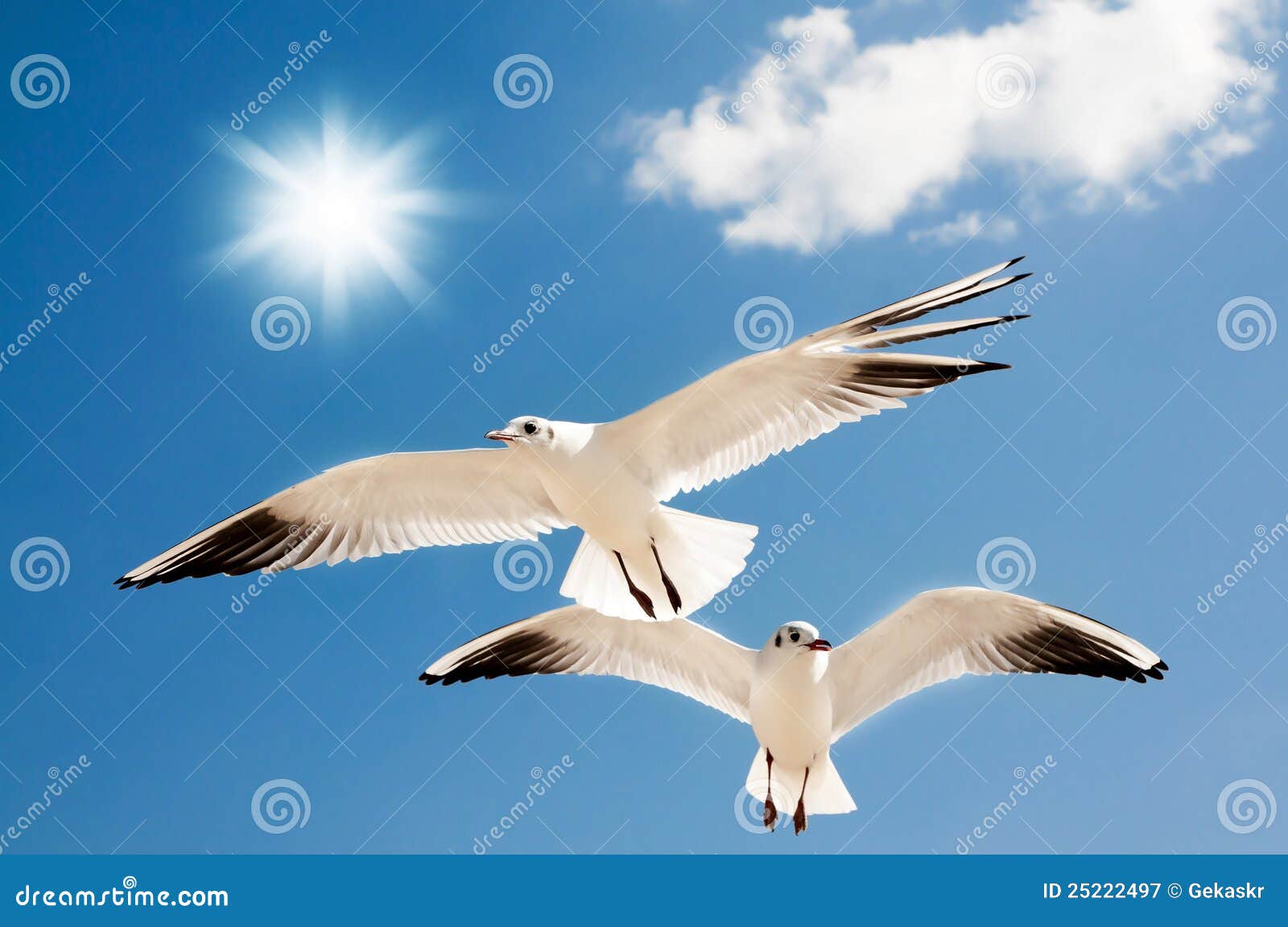 Dos Gaviotas Están Volando Fotografía de archivo libre de regalías ...