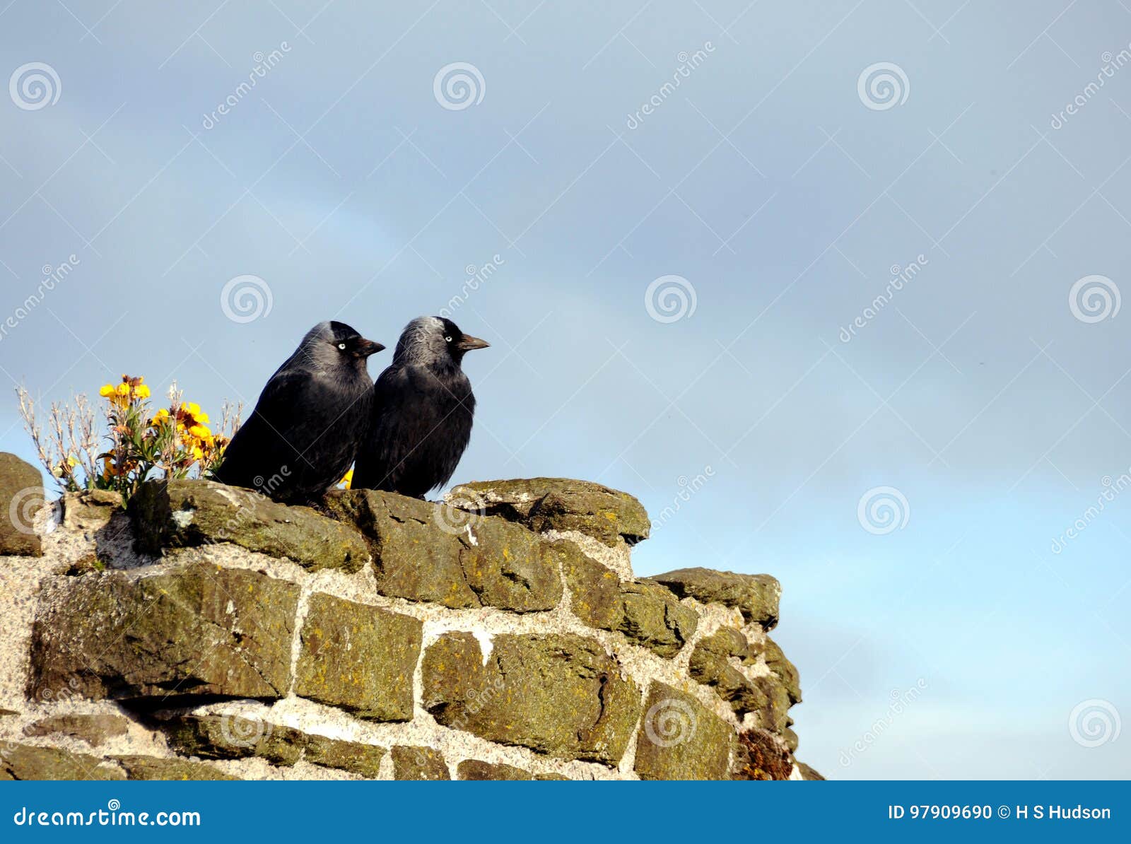 Dos Grajos En El Castillo De Conwy Foto de archivo - Imagen de plumaje ...