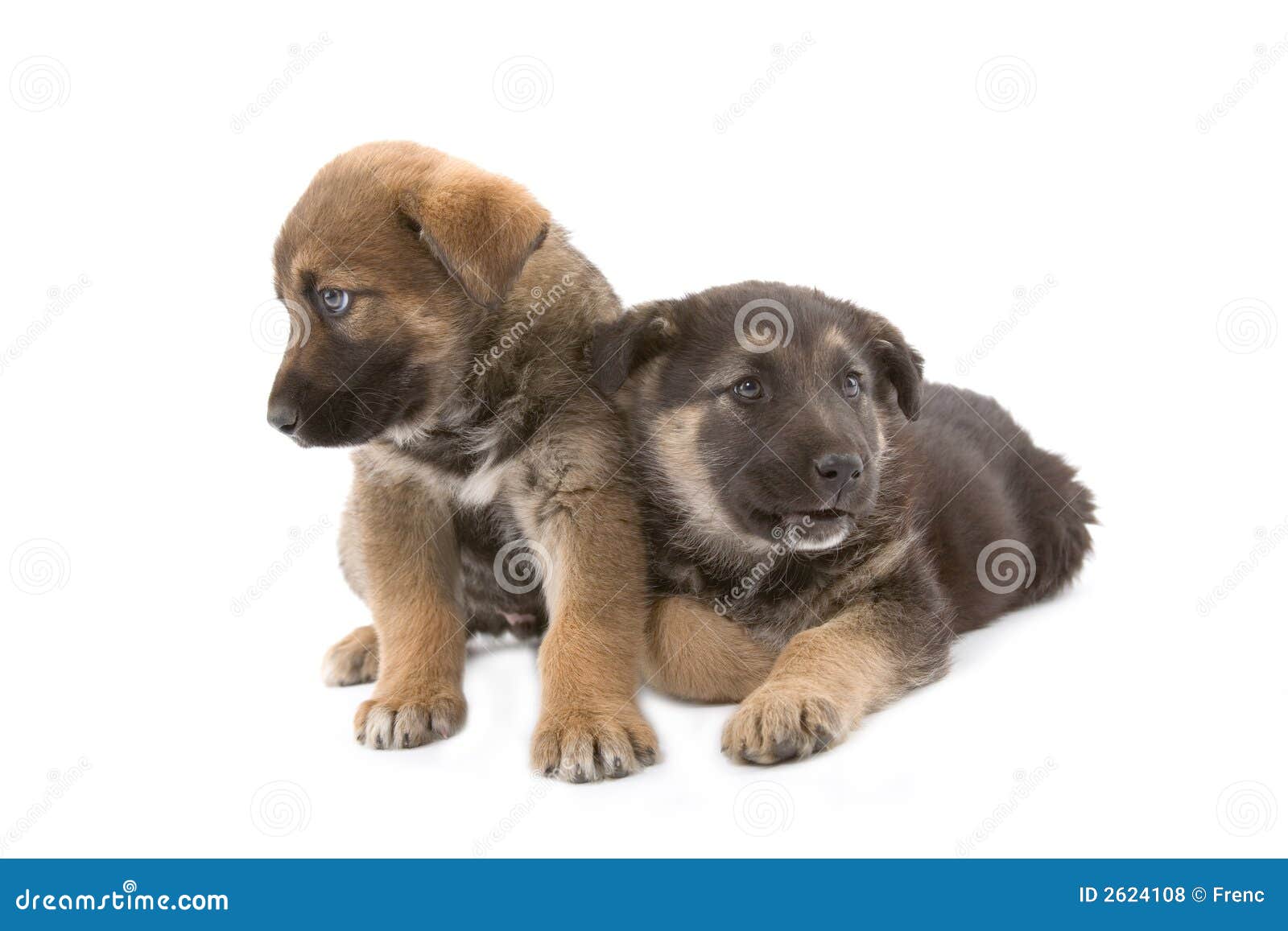 Dos Hermanos Lindos De Los Perritos Foto de archivo - Imagen de animal ...