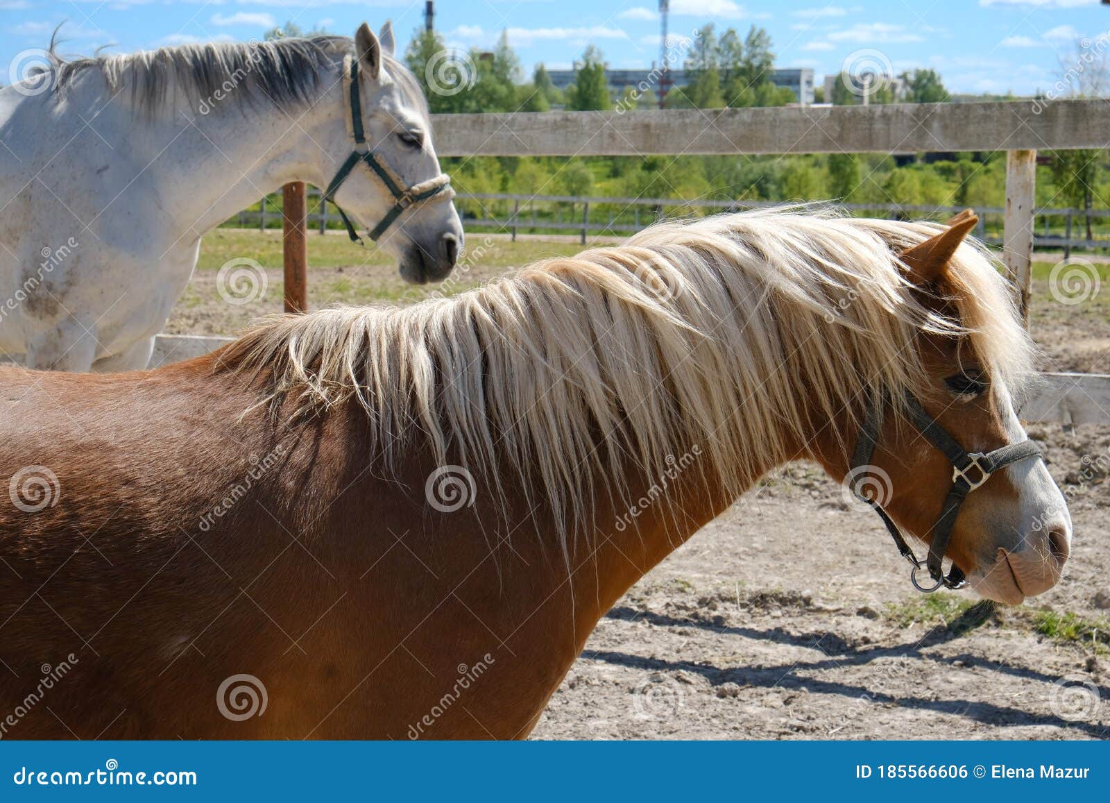 Dos Hermosos Caballos En Un Rancho Foto de archivo - Imagen de rancho ...
