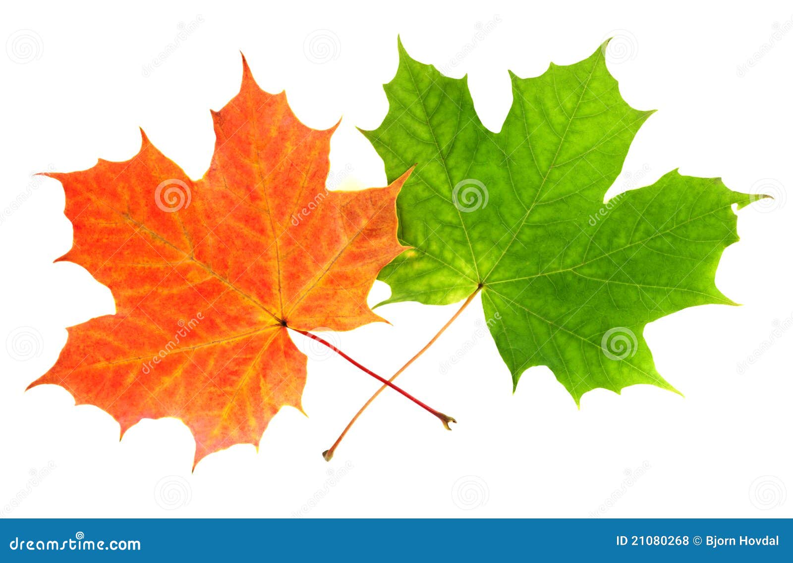 Dos Hojas De Arce Fotos de archivo libres de regalías - Imagen: 21080268