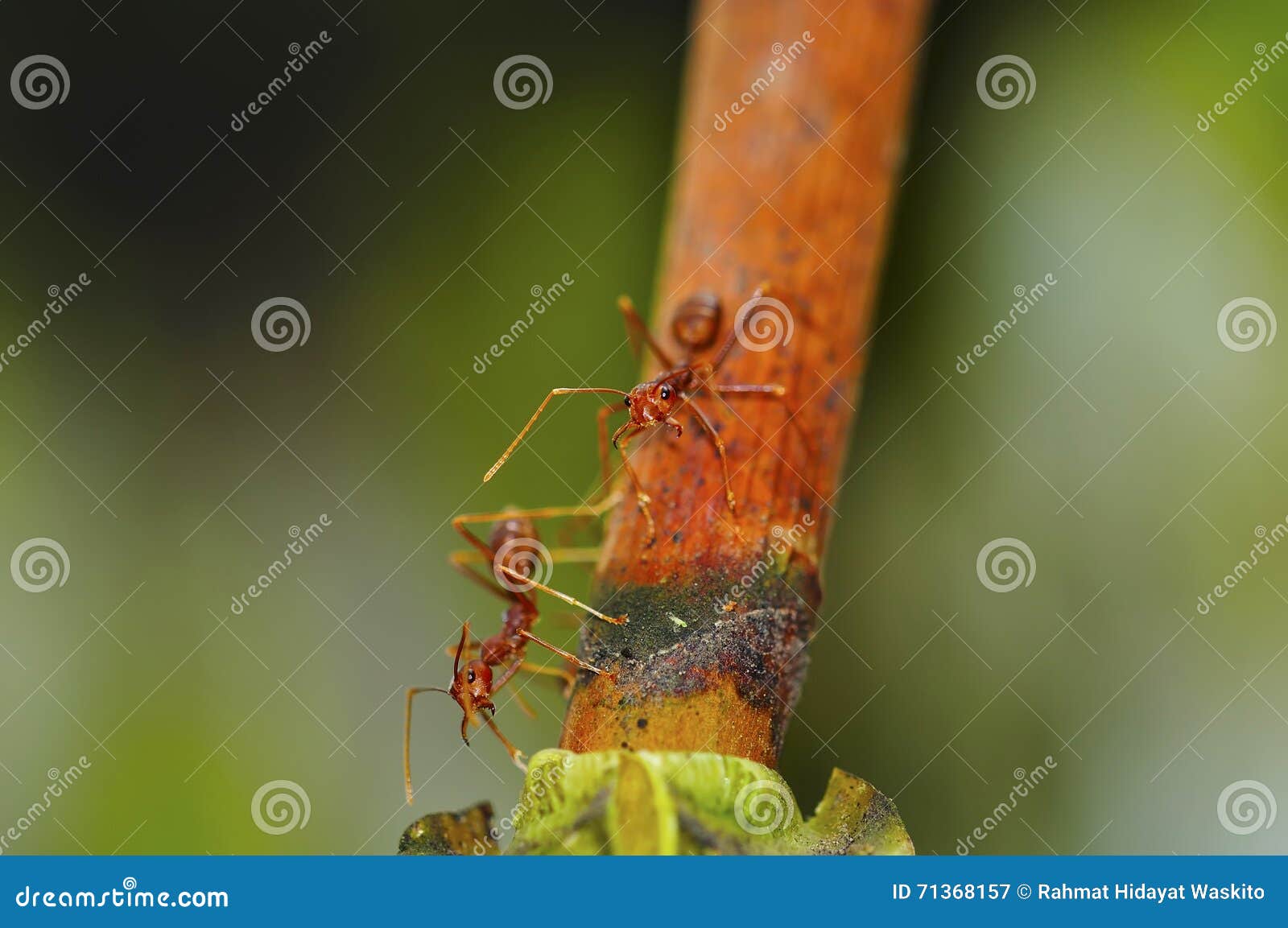 Dos hormigas rojas imagen de archivo. Imagen de selva - 71368157