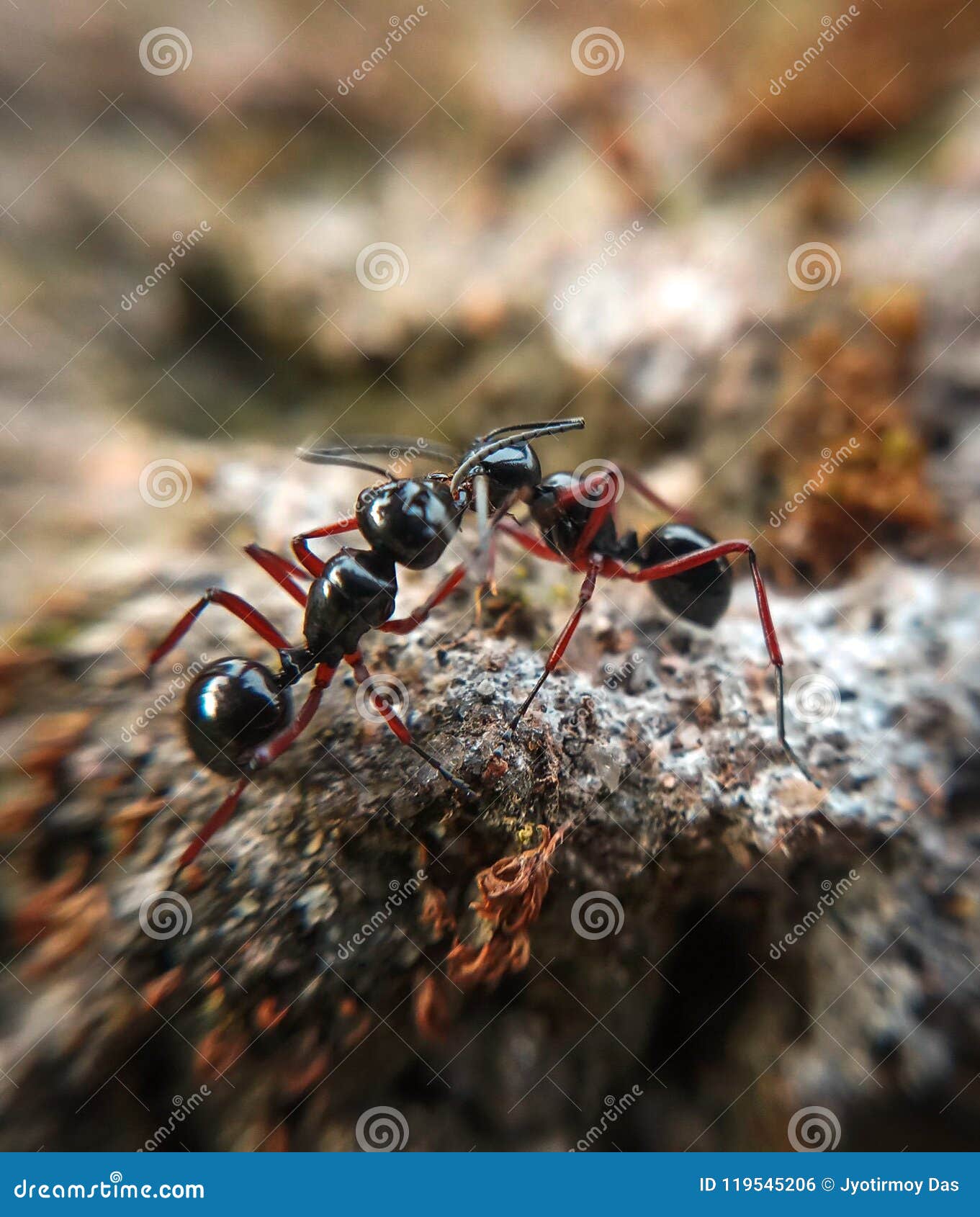 Dos Hormigas Rojas Que Se Acercan Foto de archivo - Imagen de rojo ...