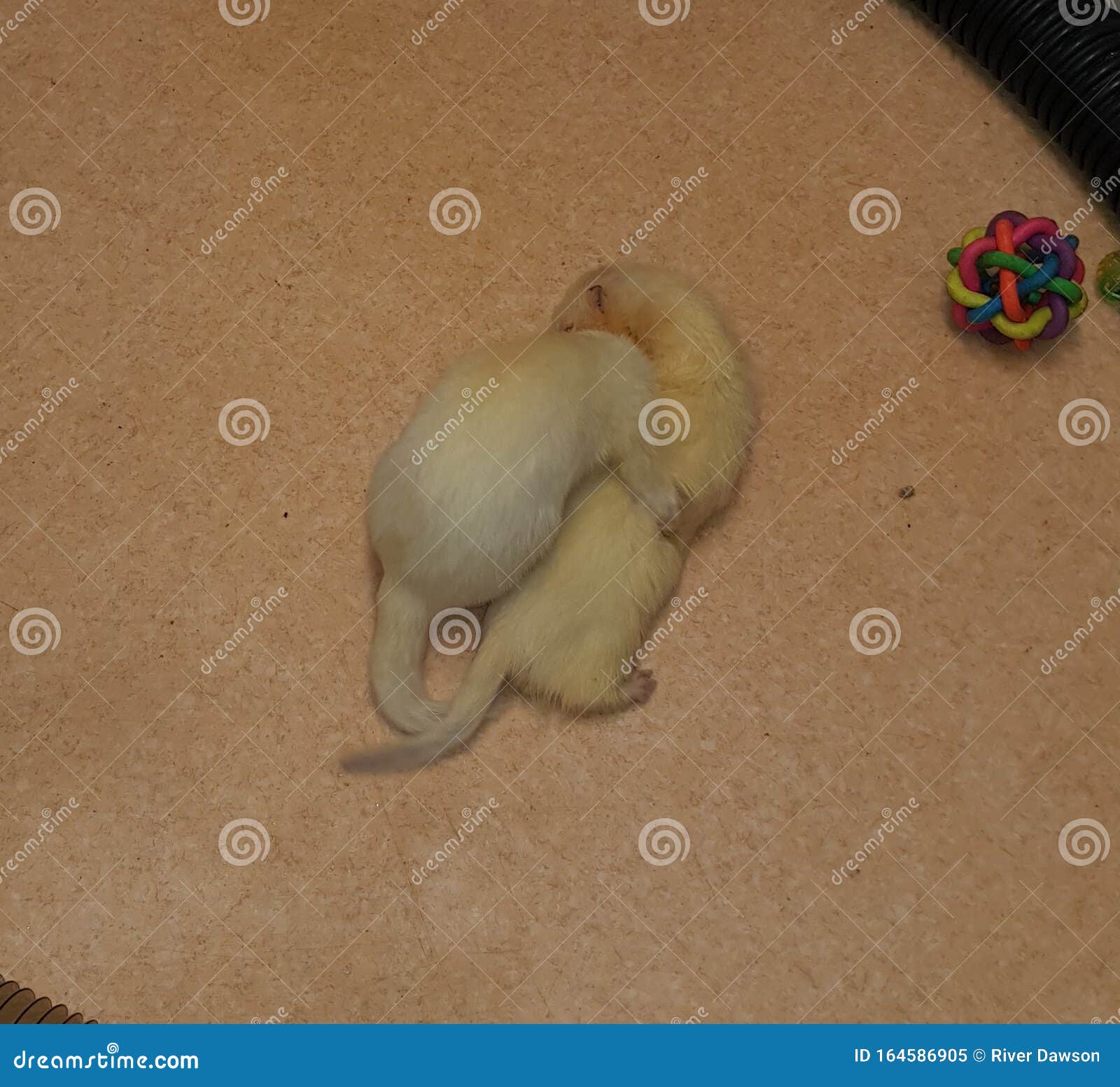 Dos Hurones Machos Albinos Blancos Jugando Imagen de archivo - Imagen ...