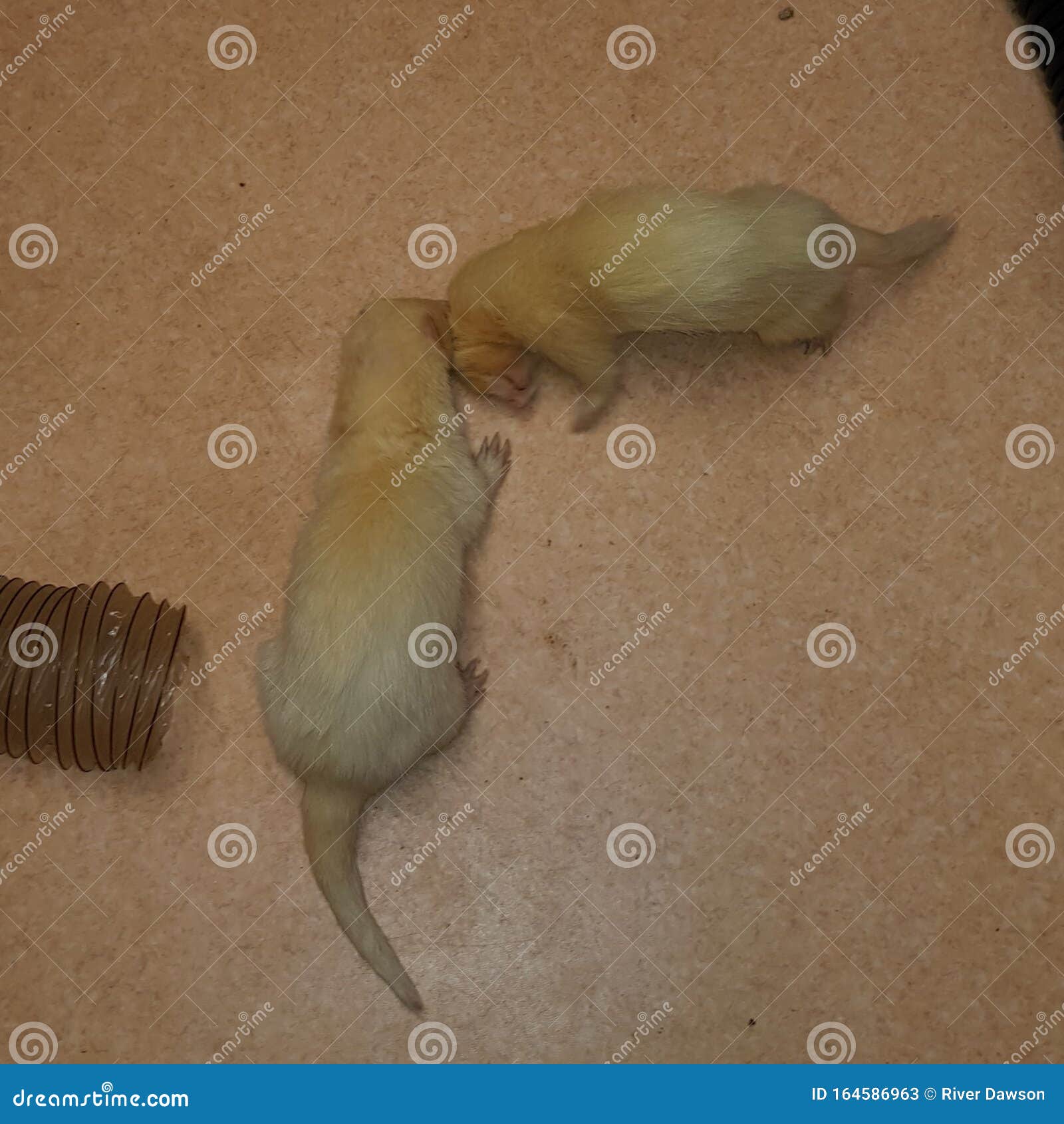 Dos Hurones Machos Albinos Blancos Jugando Imagen de archivo - Imagen ...