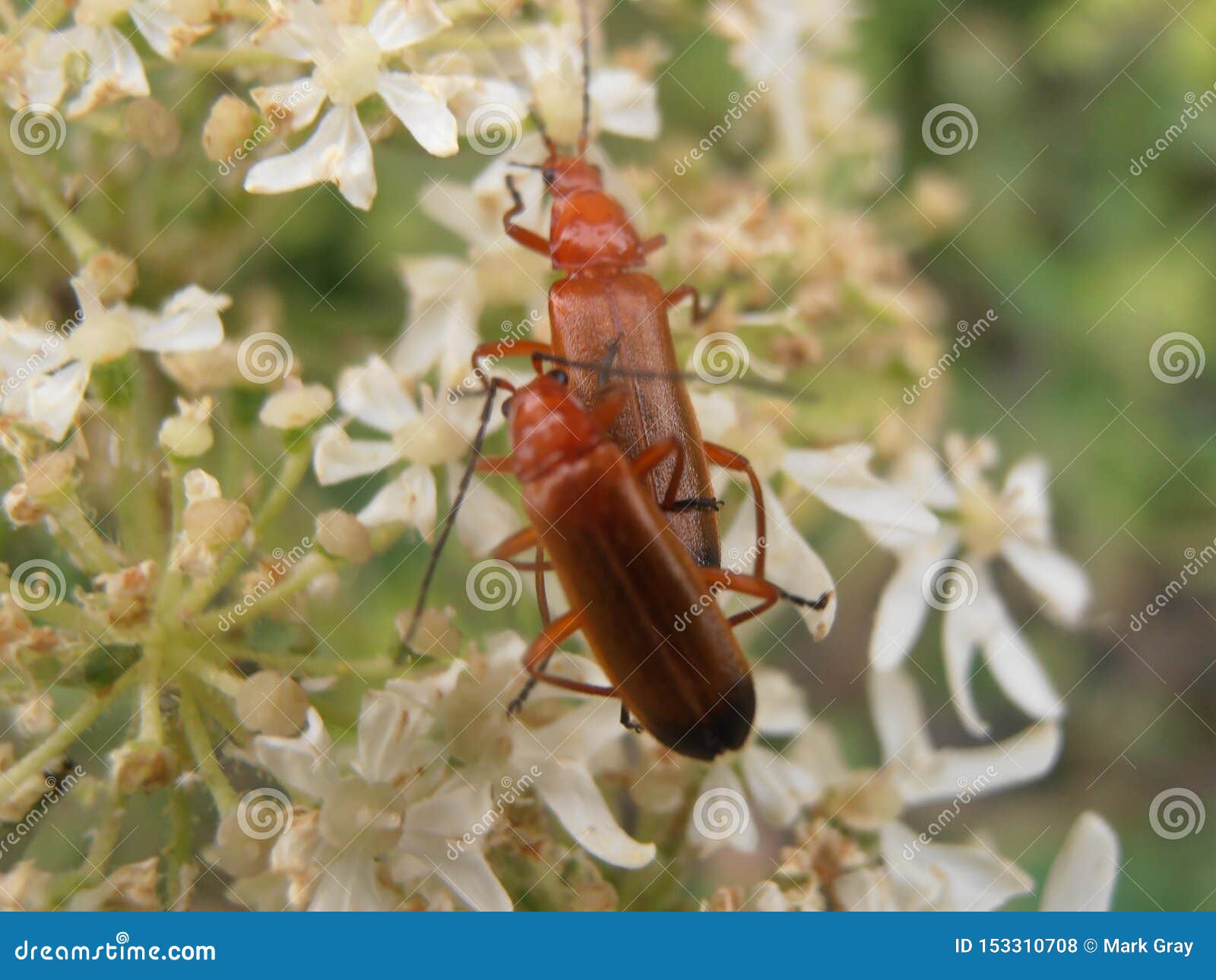 Dos Insectos Rojos De Romatic Foto de archivo - Imagen de acoplamiento ...