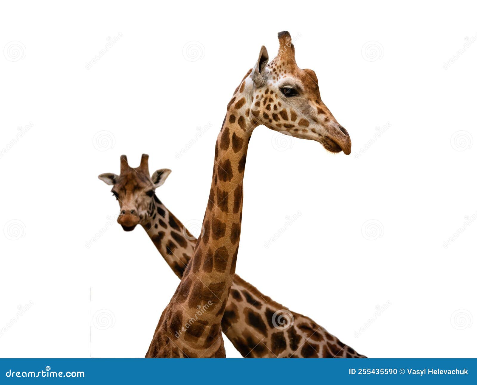 Dos Jirafas Aisladas En Blanco Foto de archivo - Imagen de cubo, fauna ...