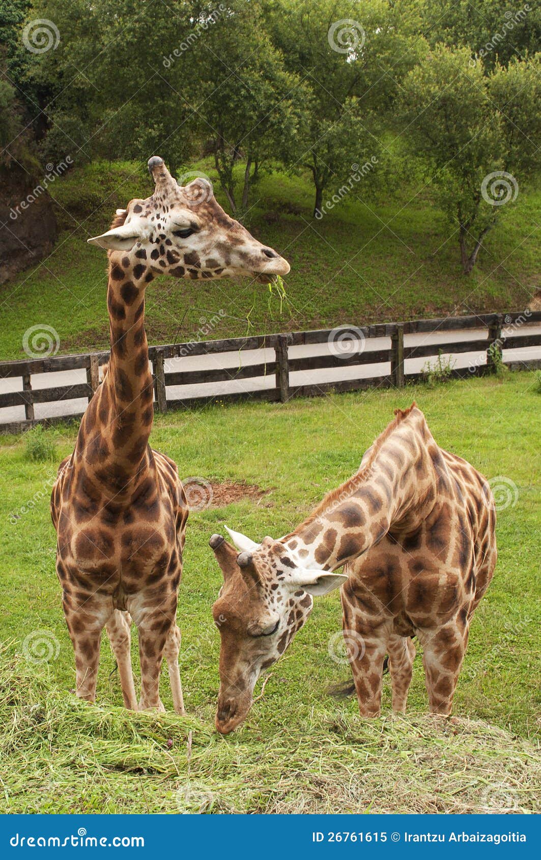 Dos Jirafas Que Comen El Retrato De La Hierba Imagen de archivo ...