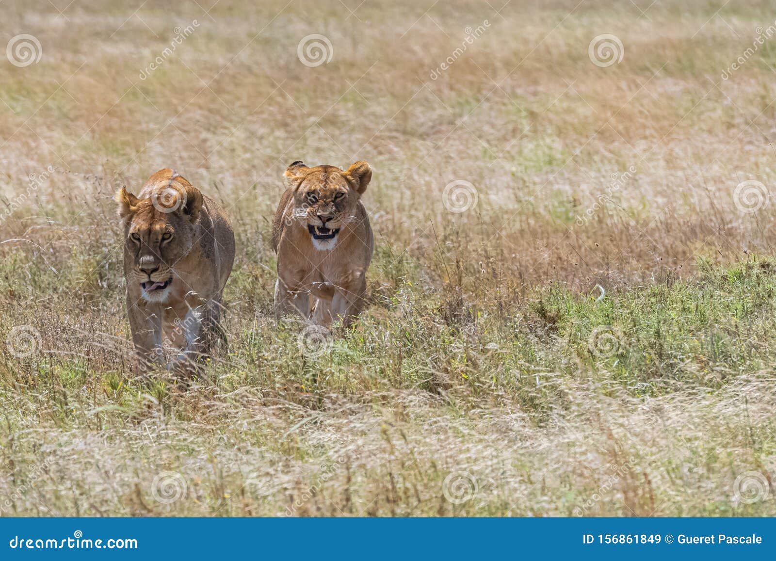Dos Leones Caminando Y Cazando Imagen de archivo - Imagen de orgulloso ...